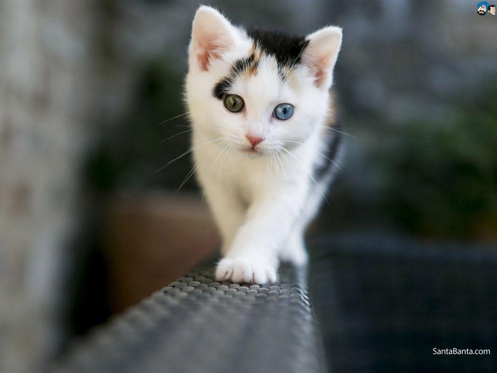 Tron Cat Wallpapers - Top Free Tron Cat Backgrounds - WallpaperAccess