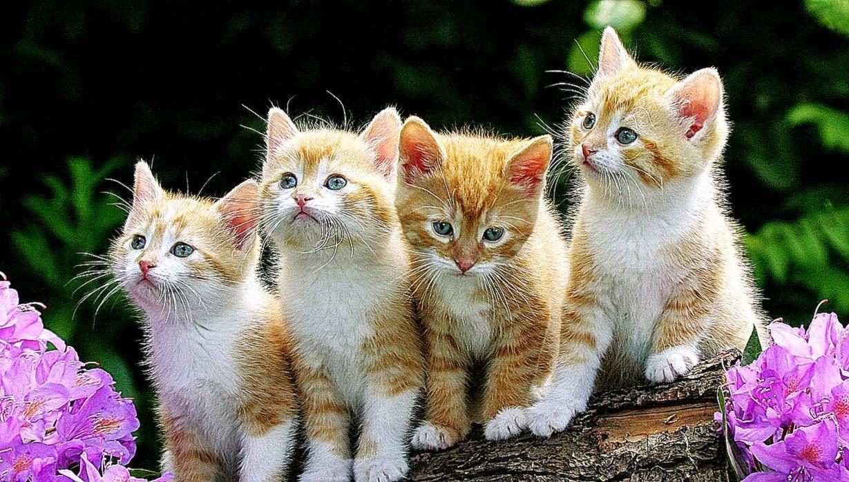 3D Kitty Wallpapers - Top Free 3D Kitty Backgrounds - WallpaperAccess