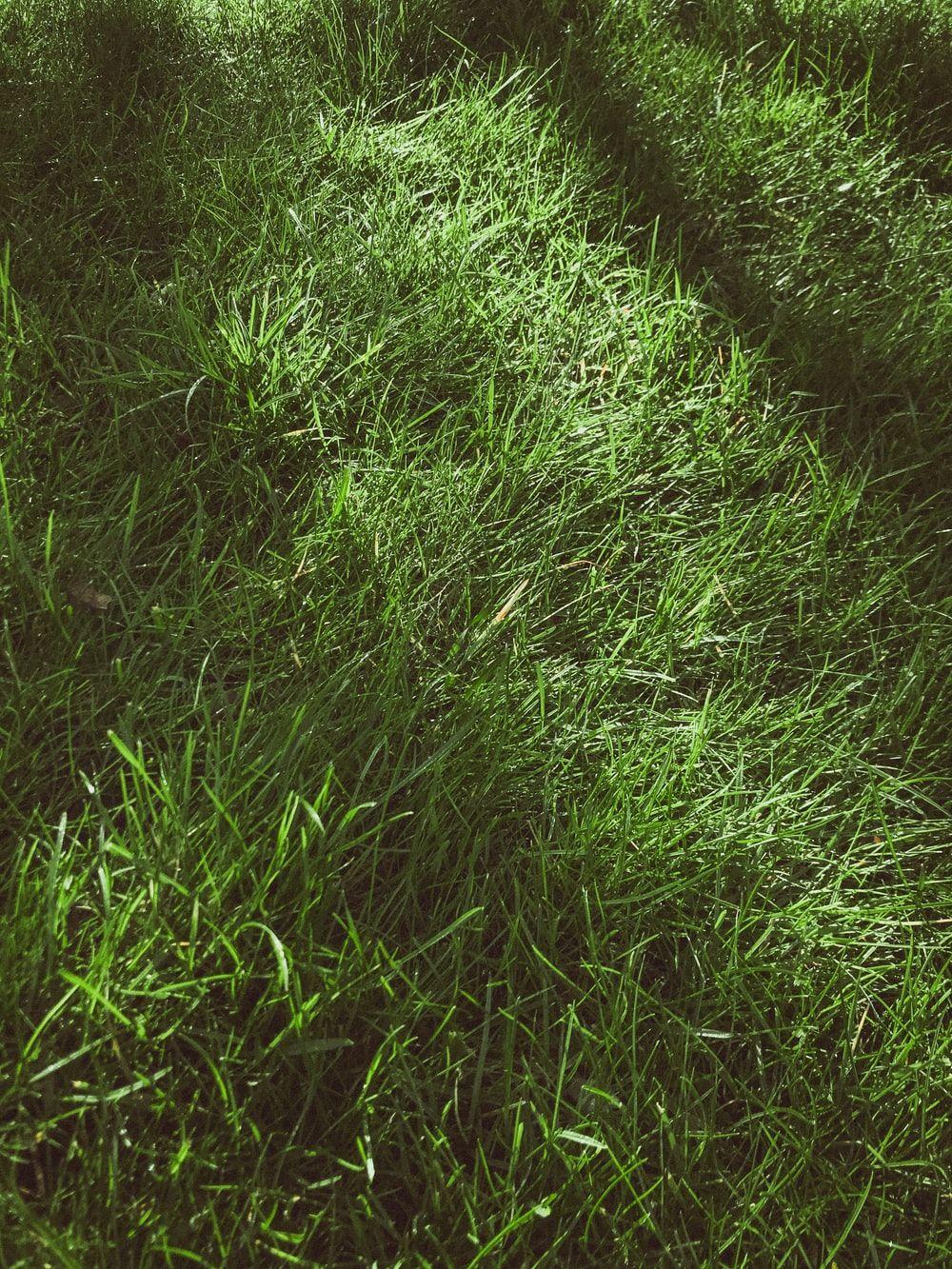 Grass Phone Wallpapers - Top Free Grass Phone Backgrounds - WallpaperAccess