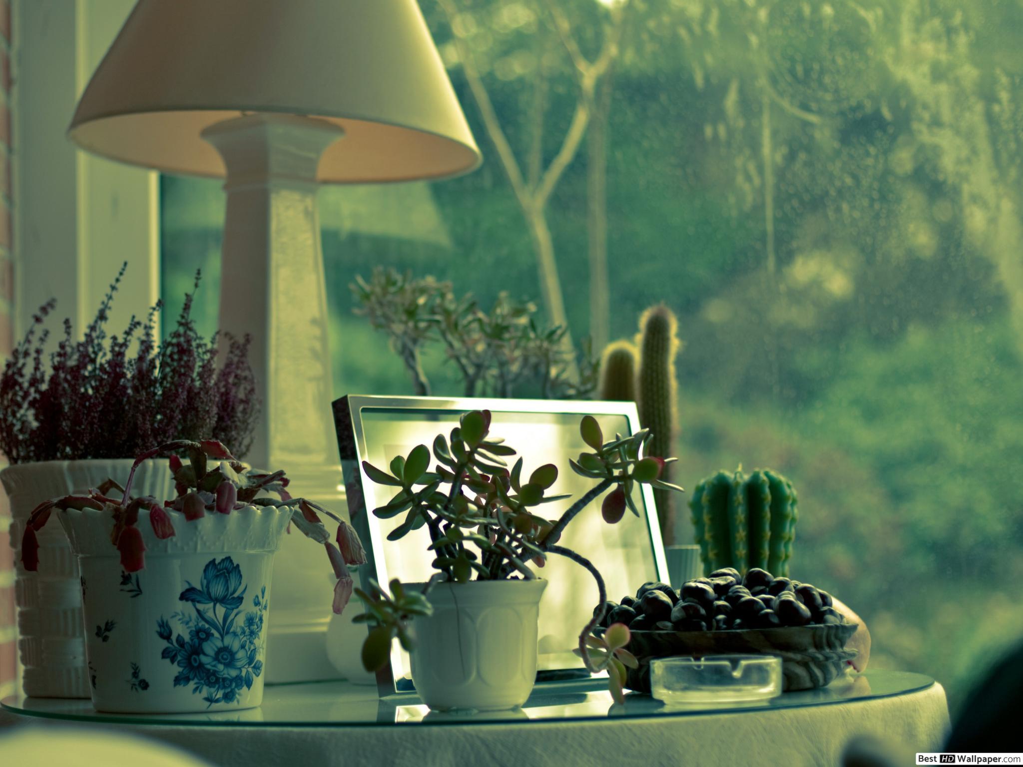 Cactus Plant Wallpapers - Top Free Cactus Plant Backgrounds ...