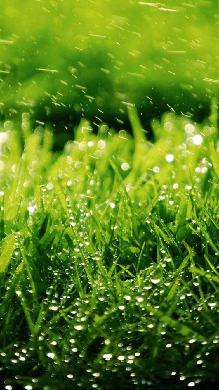 Grass Phone Wallpapers - Top Free Grass Phone Backgrounds - WallpaperAccess