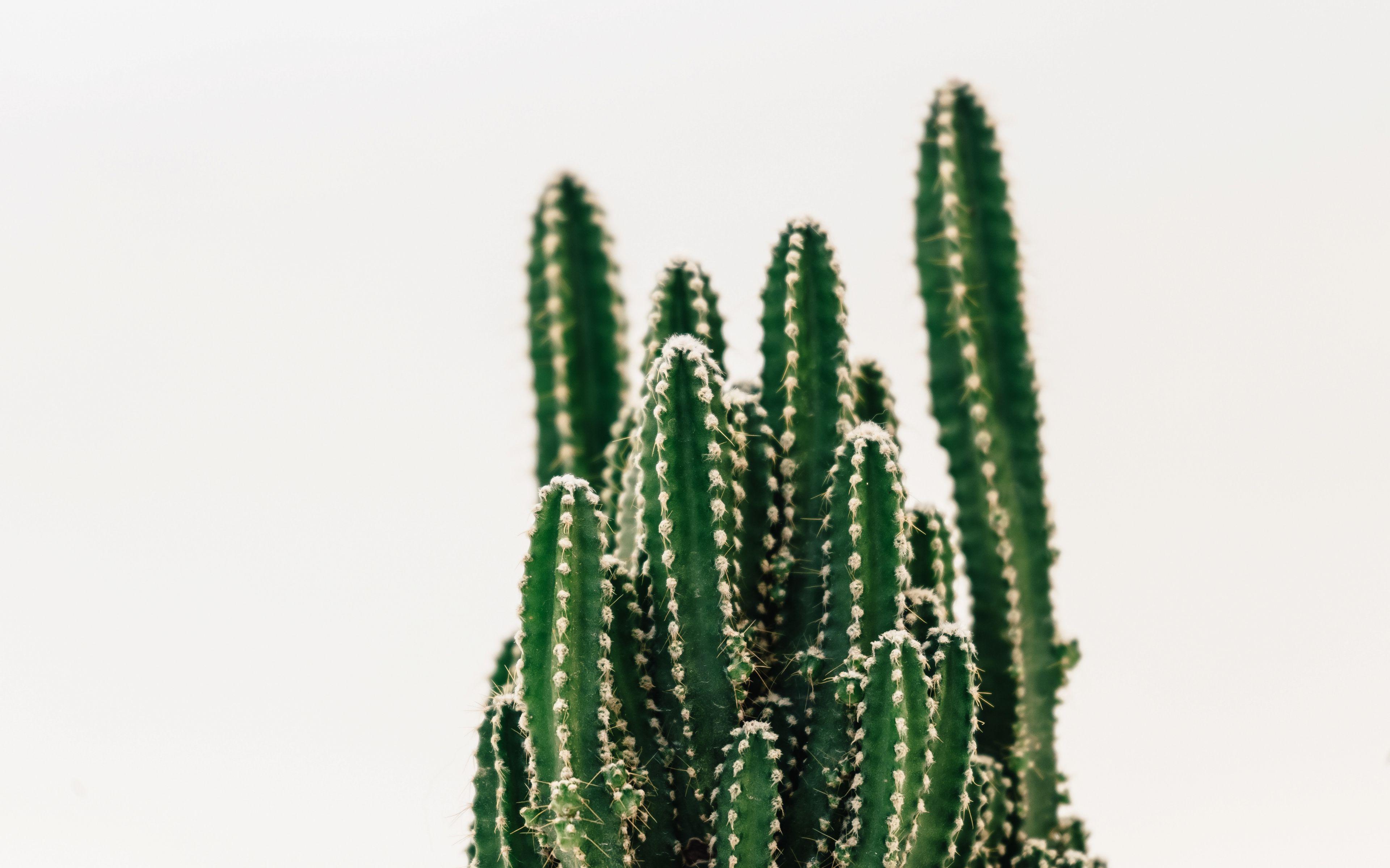 Cactus Plant Wallpapers - Top Free Cactus Plant Backgrounds ...