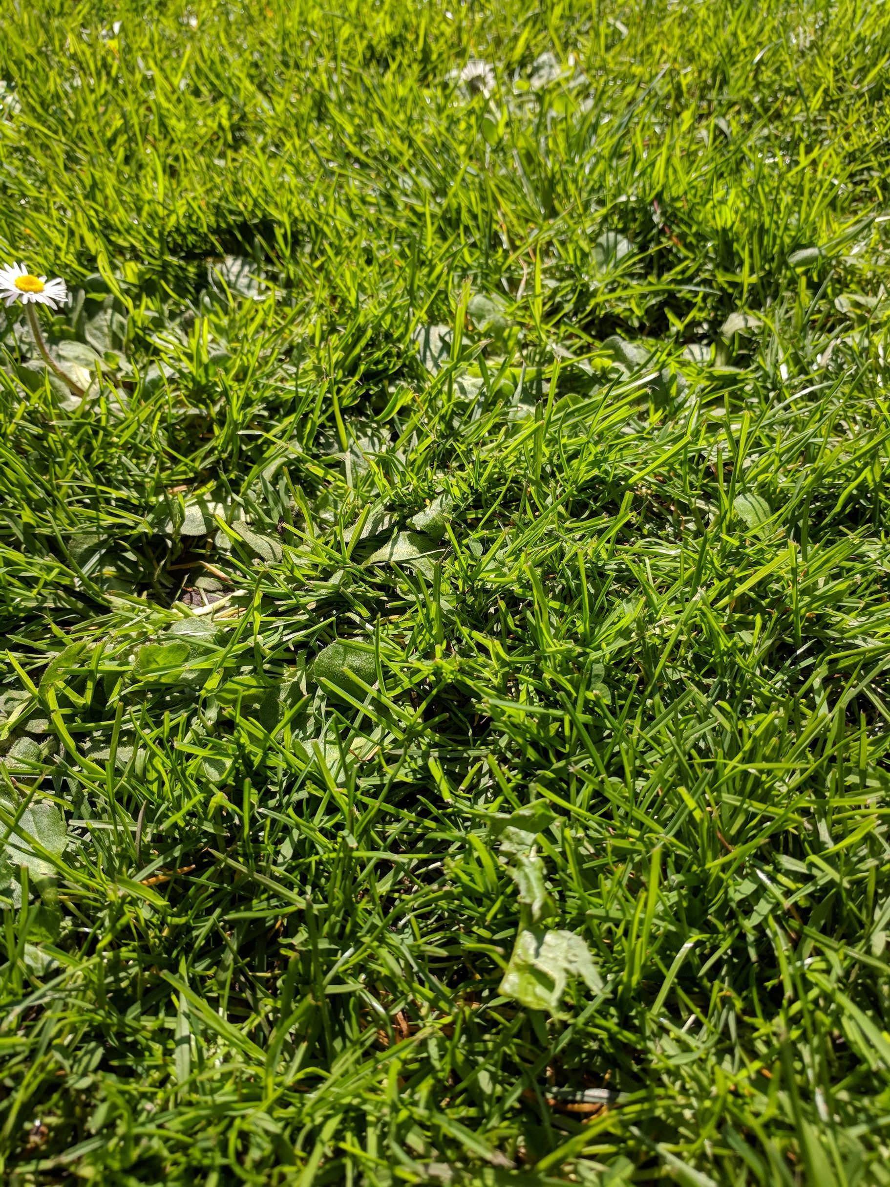 Grass Phone Wallpapers - Top Free Grass Phone Backgrounds - WallpaperAccess