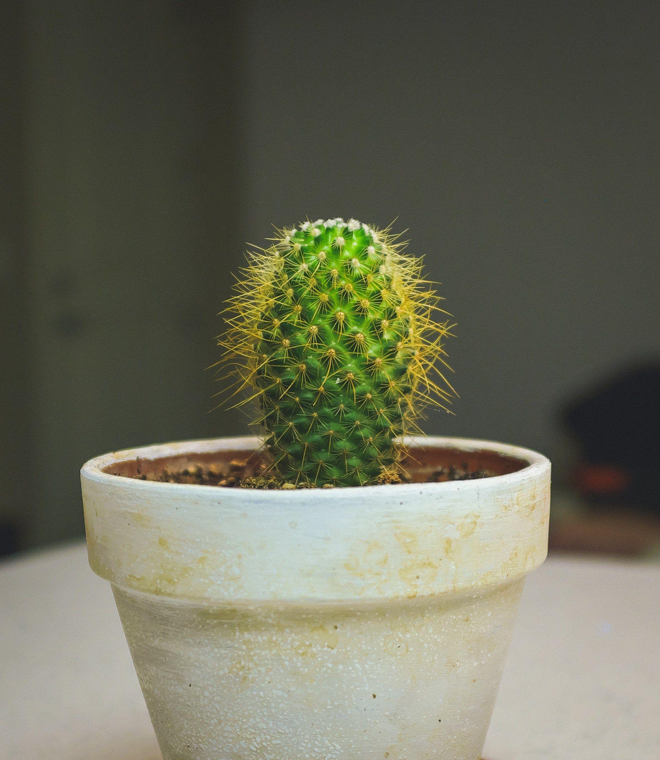 Cactus Plant Wallpapers - Top Free Cactus Plant Backgrounds ...