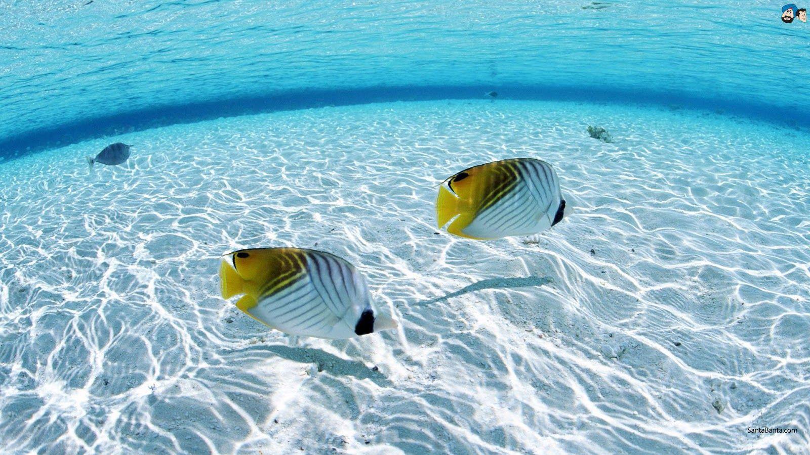 Crystal Clear Water Wallpapers - Top Free Crystal Clear Water ...