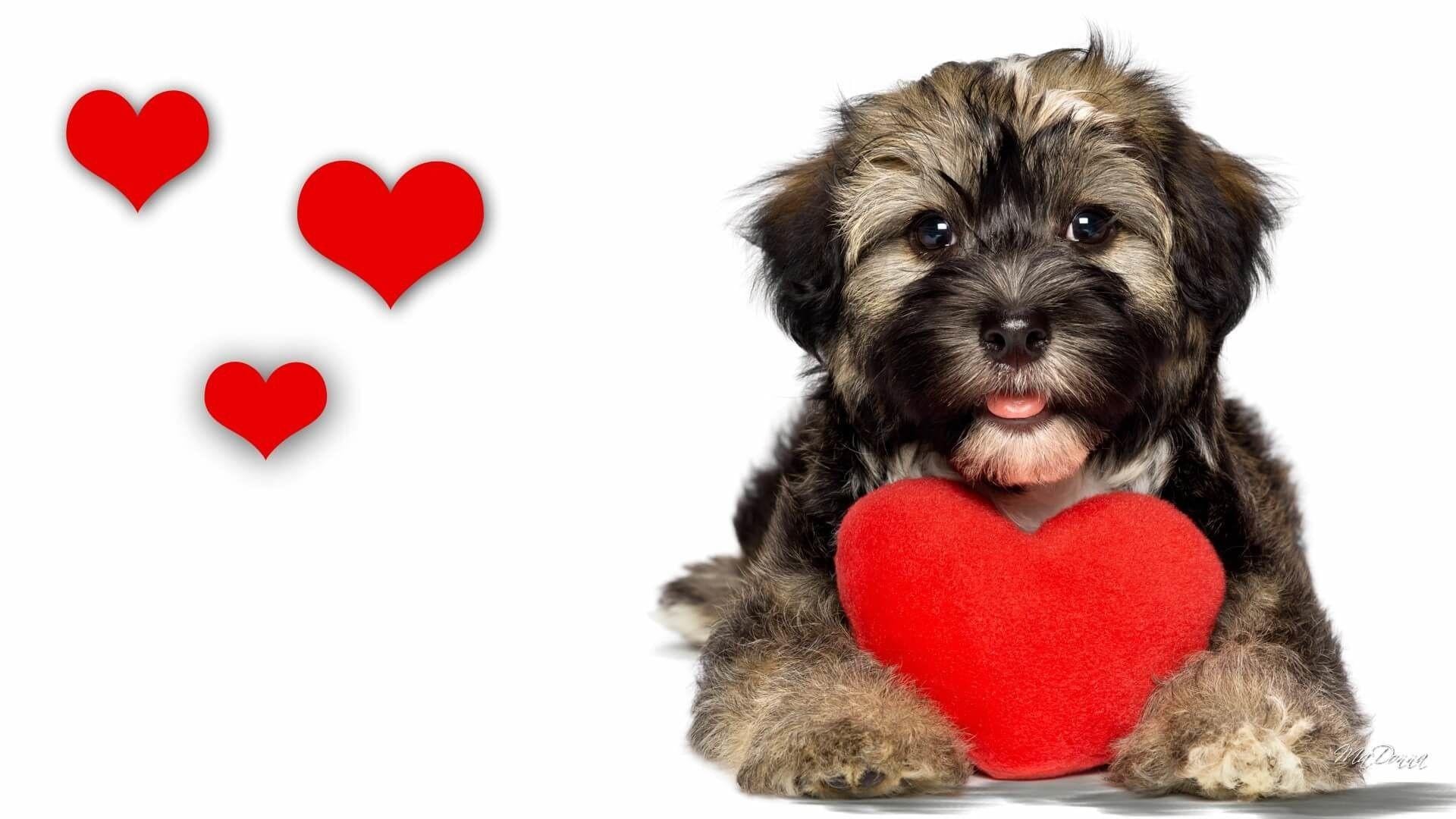 Dog Valentine Day Wallpapers - Top Free Dog Valentine Day Backgrounds ...