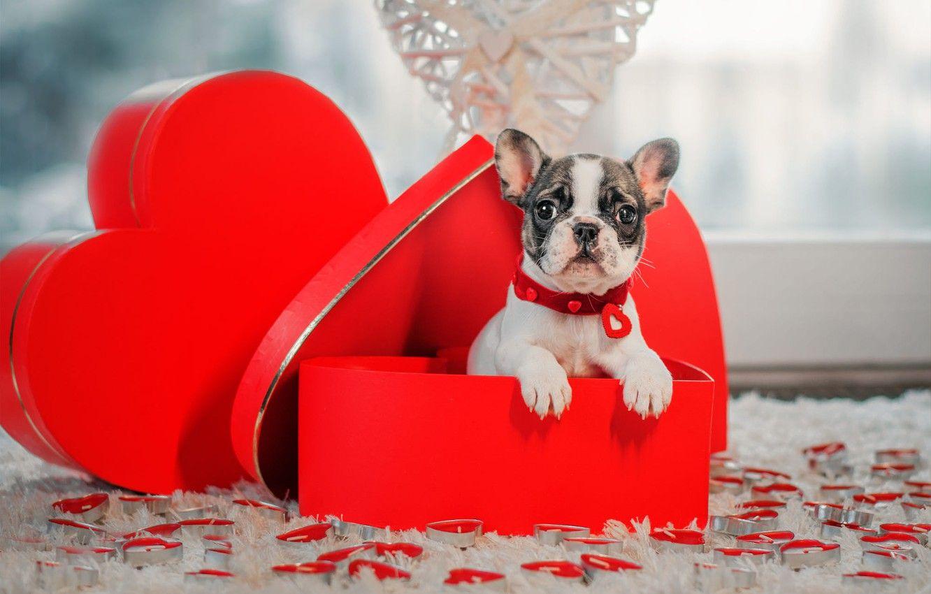 Dog Valentine Day Wallpapers - Top Free Dog Valentine Day Backgrounds ...