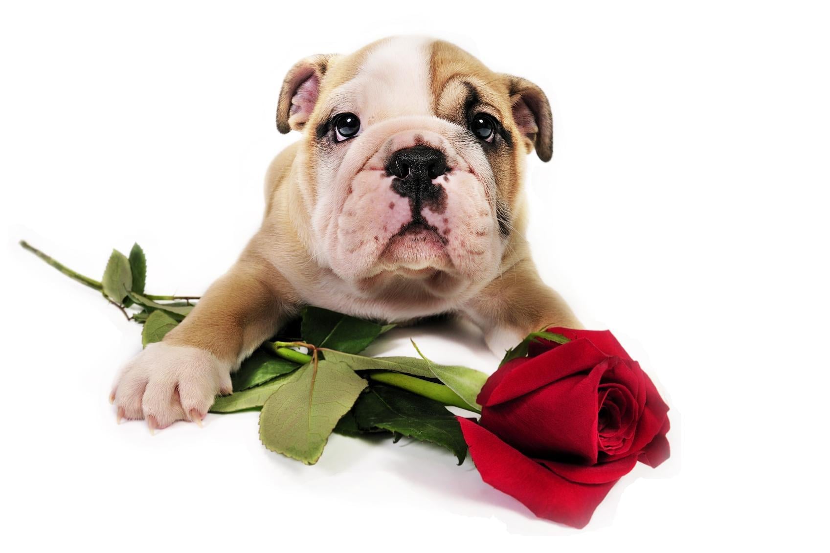Dog Valentine Day Wallpapers - Top Free Dog Valentine Day Backgrounds ...