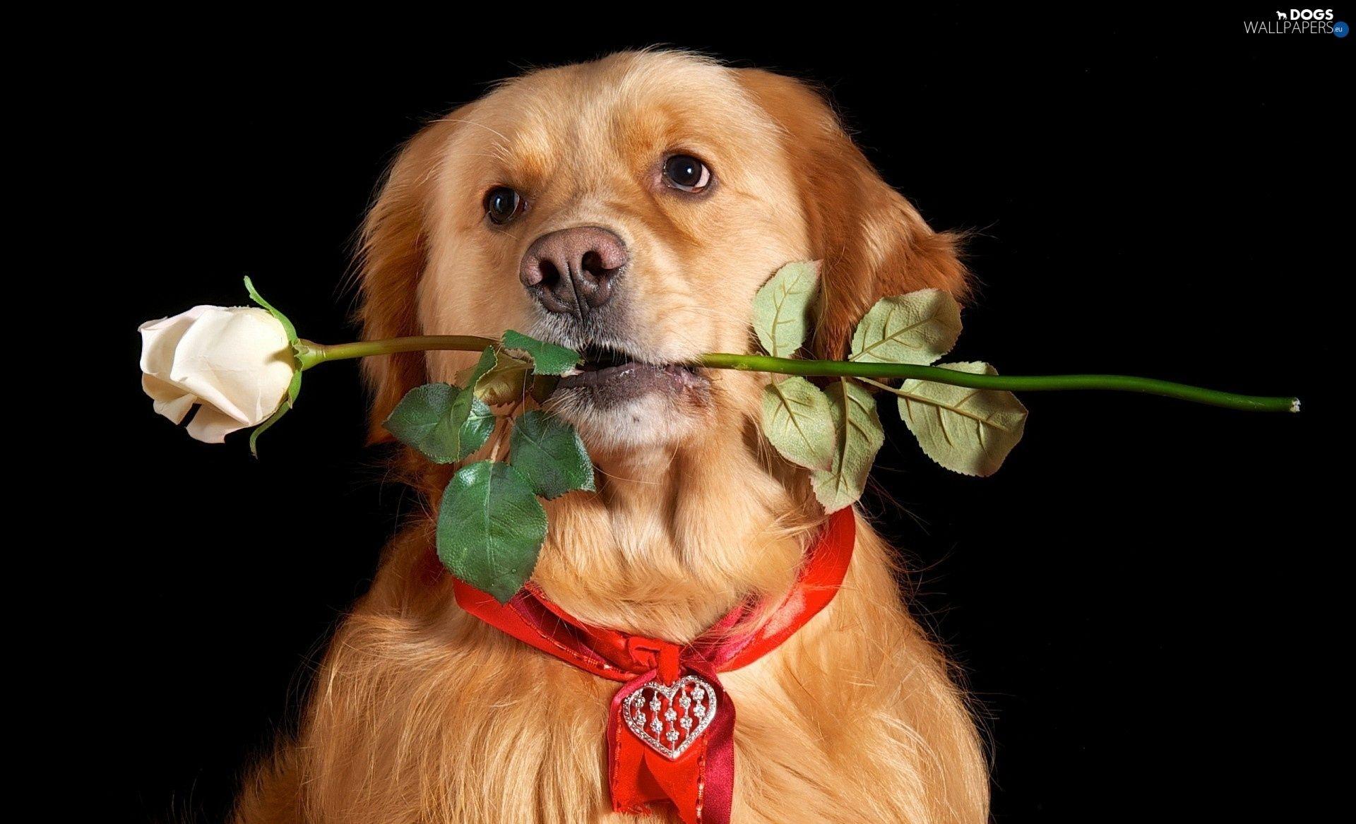 Dog Valentine Day Wallpapers - Top Free Dog Valentine Day Backgrounds ...