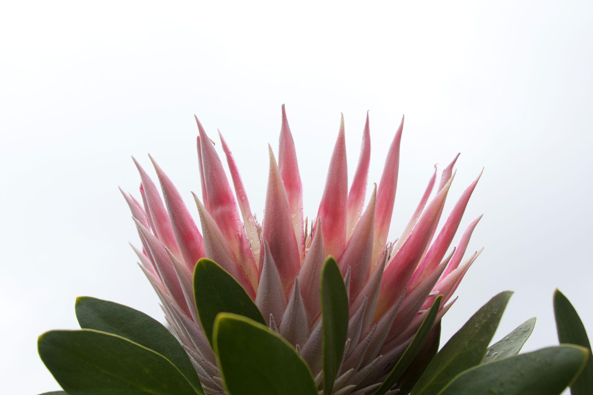Protea Wallpapers - Top Free Protea Backgrounds - WallpaperAccess