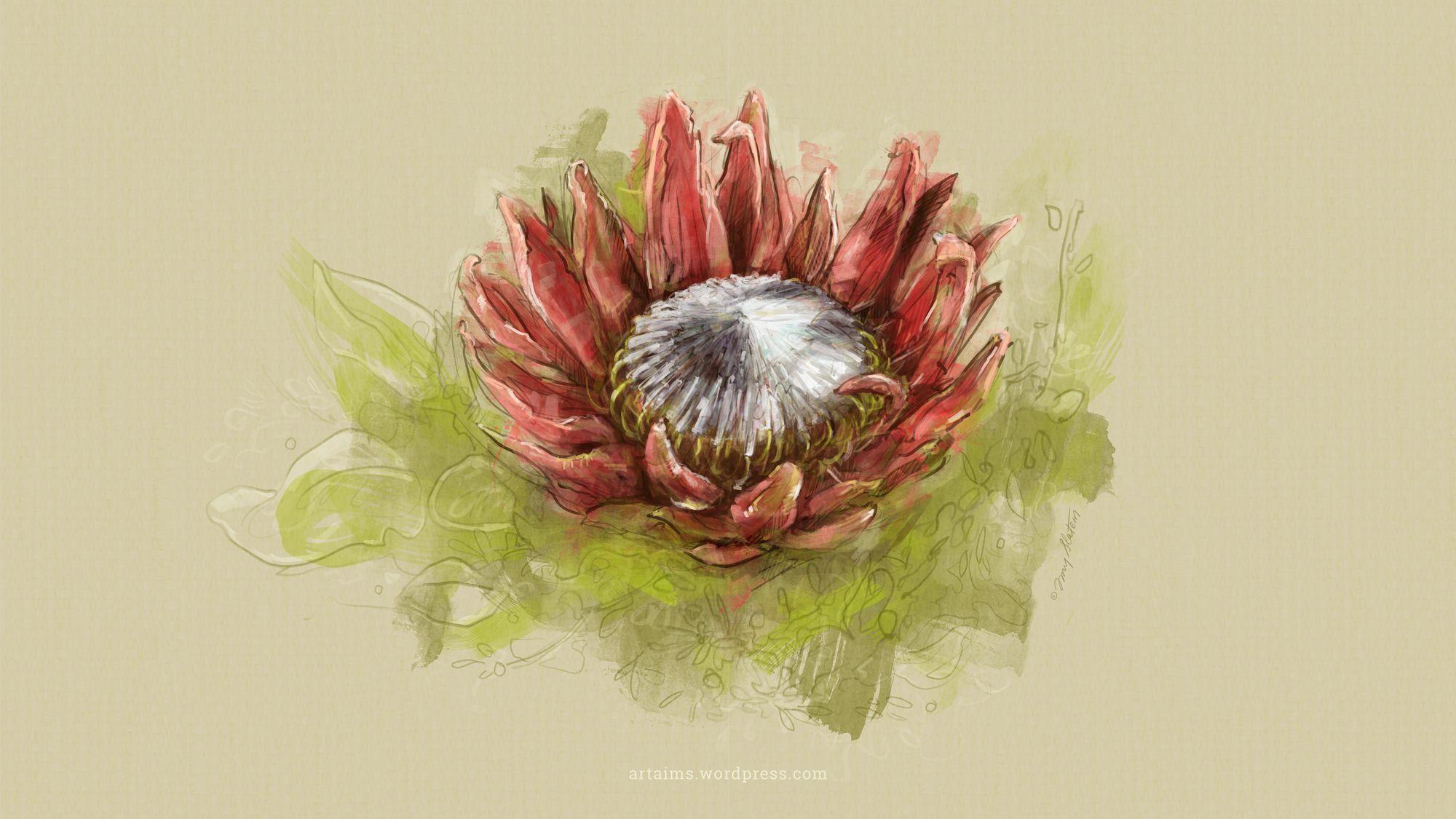 Protea Wallpapers - Top Free Protea Backgrounds - WallpaperAccess