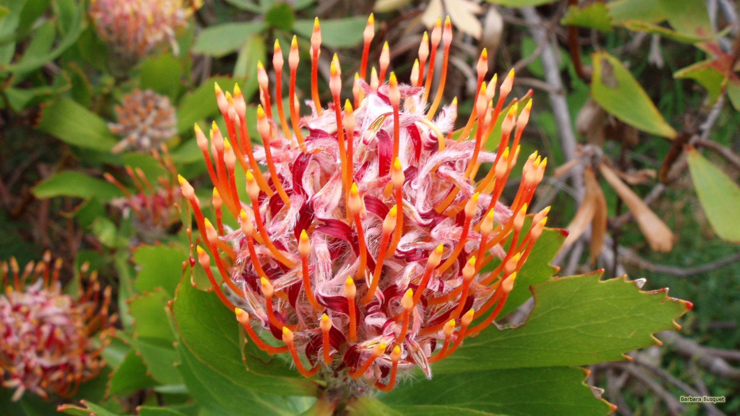Protea Wallpapers - Top Free Protea Backgrounds - WallpaperAccess