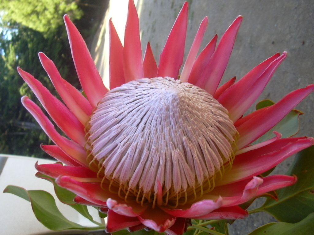 Protea Wallpapers - Top Free Protea Backgrounds - WallpaperAccess