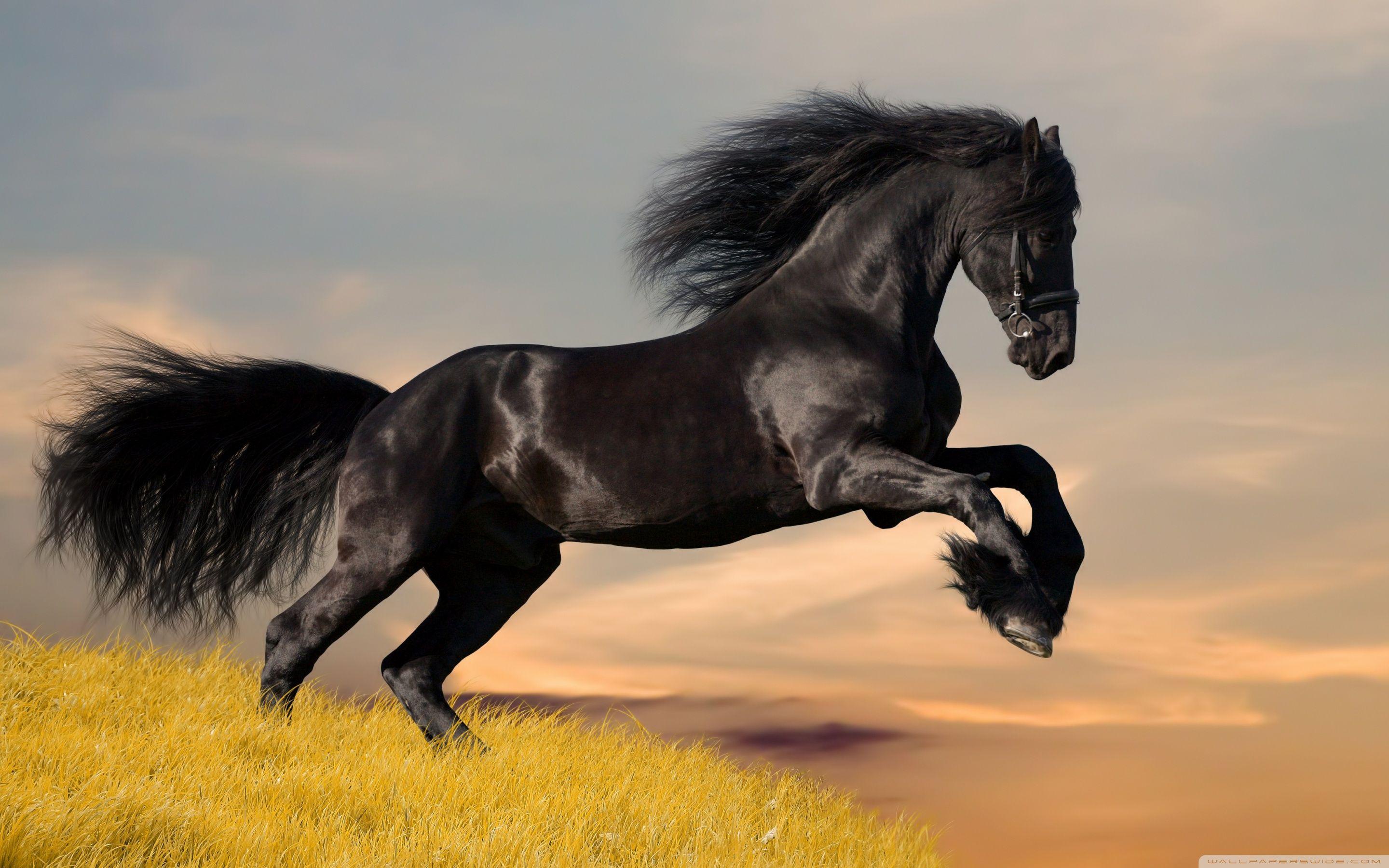 Horses 4k Wallpapers - Top Free Horses 4k Backgrounds - WallpaperAccess