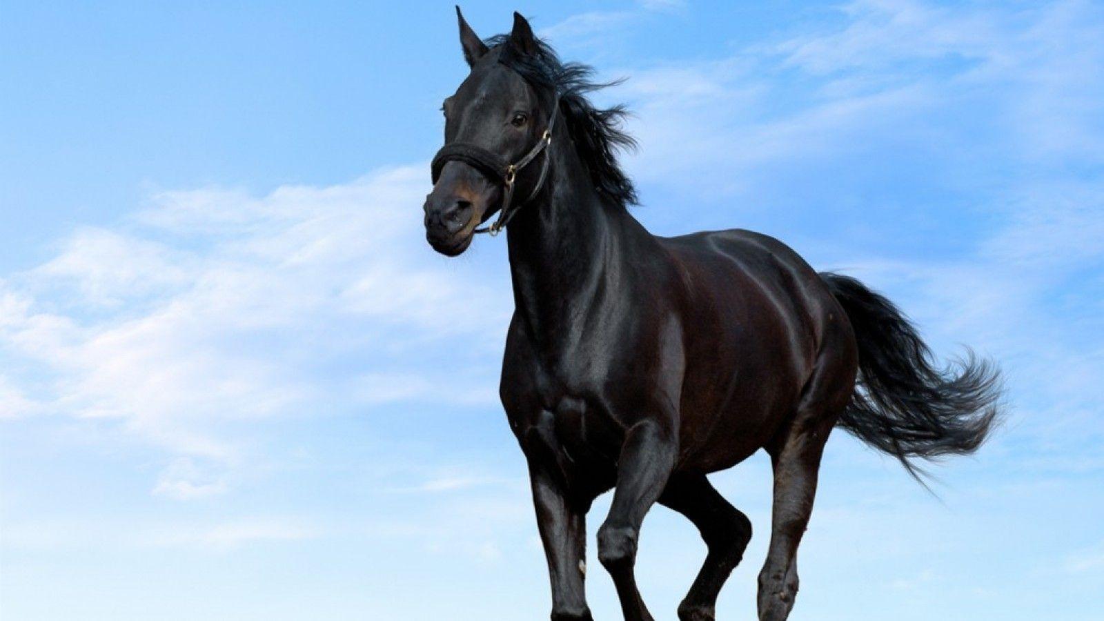 Black Stallion Wallpapers - Top Free Black Stallion Backgrounds ...