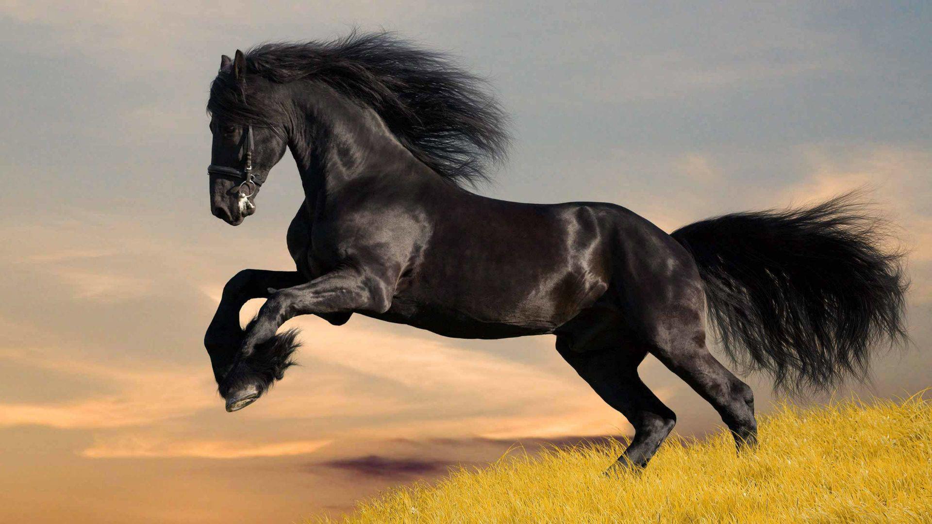 Black Stallion Wallpapers - Top Free Black Stallion Backgrounds ...