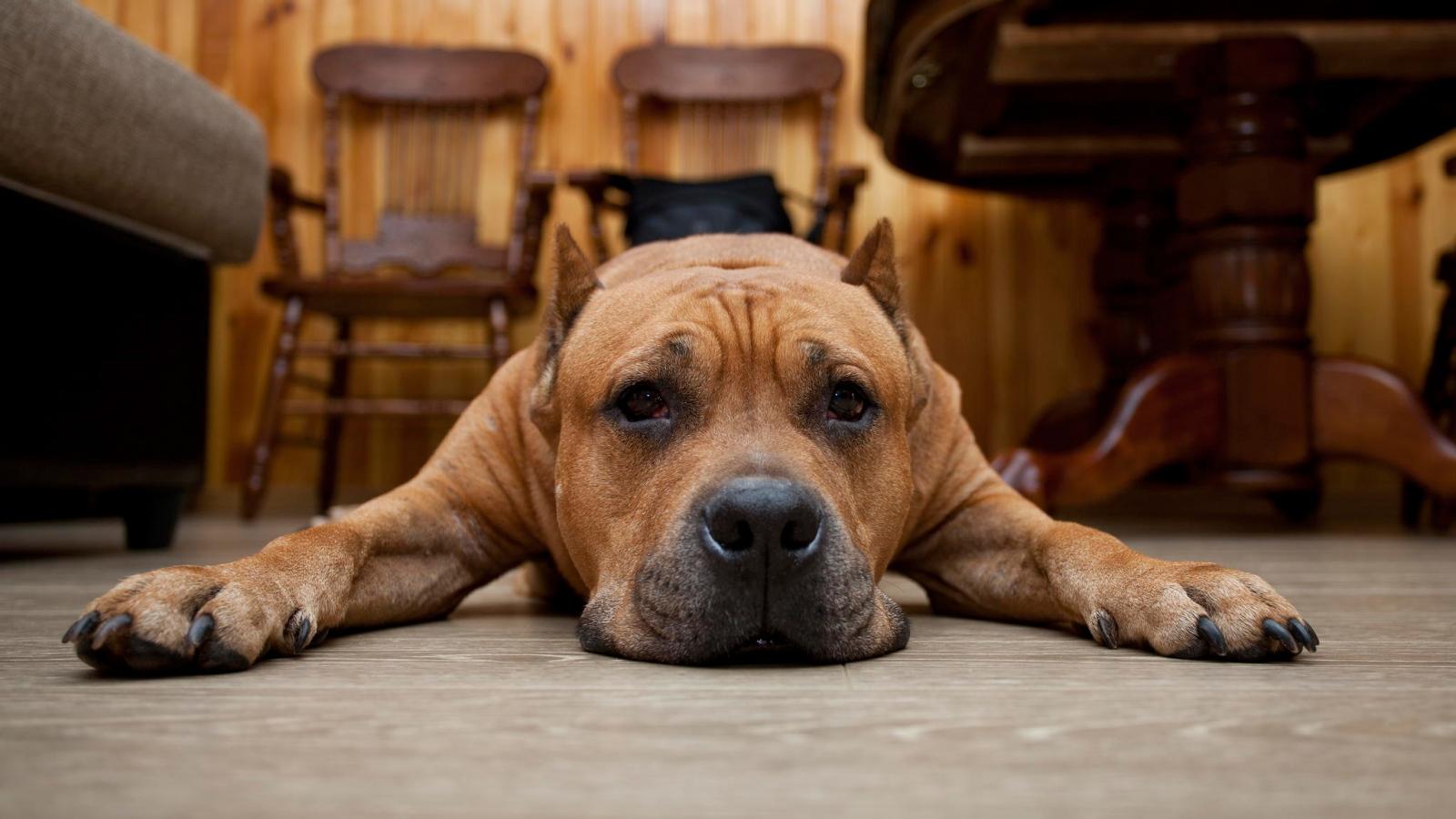 Cane Corso Dog Wallpapers - Top Free Cane Corso Dog Backgrounds ...