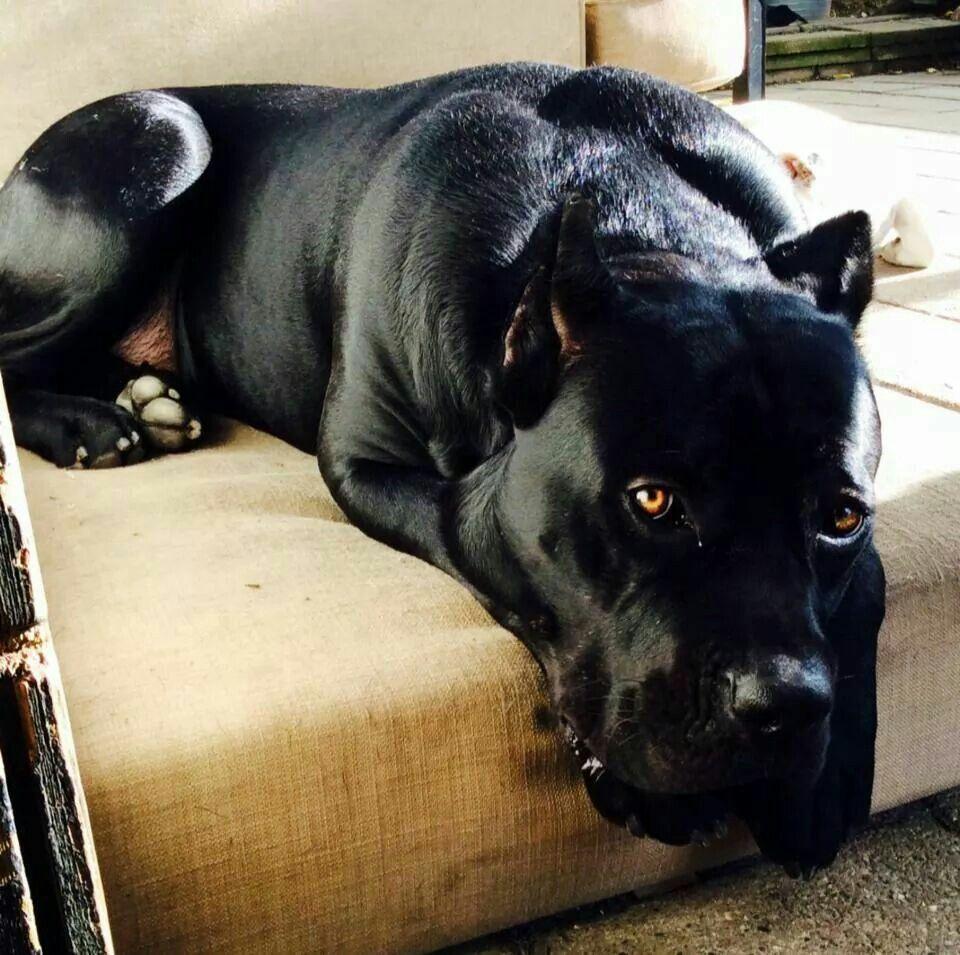 Cane Corso Dog Wallpapers - Top Free Cane Corso Dog Backgrounds ...