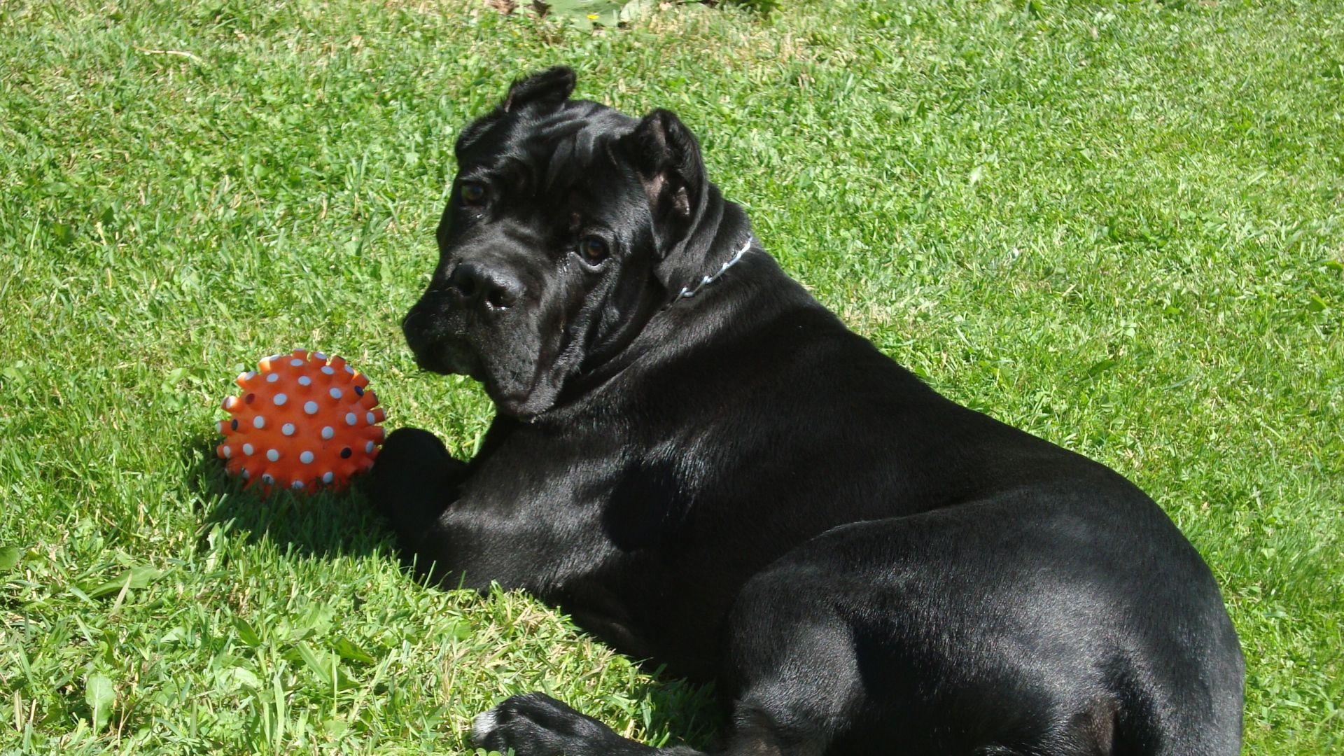 Cane Corso Dog Wallpapers - Top Free Cane Corso Dog Backgrounds ...