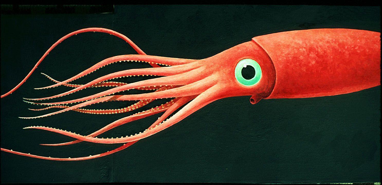 Giant Squid Wallpapers - Top Free Giant Squid Backgrounds - WallpaperAccess