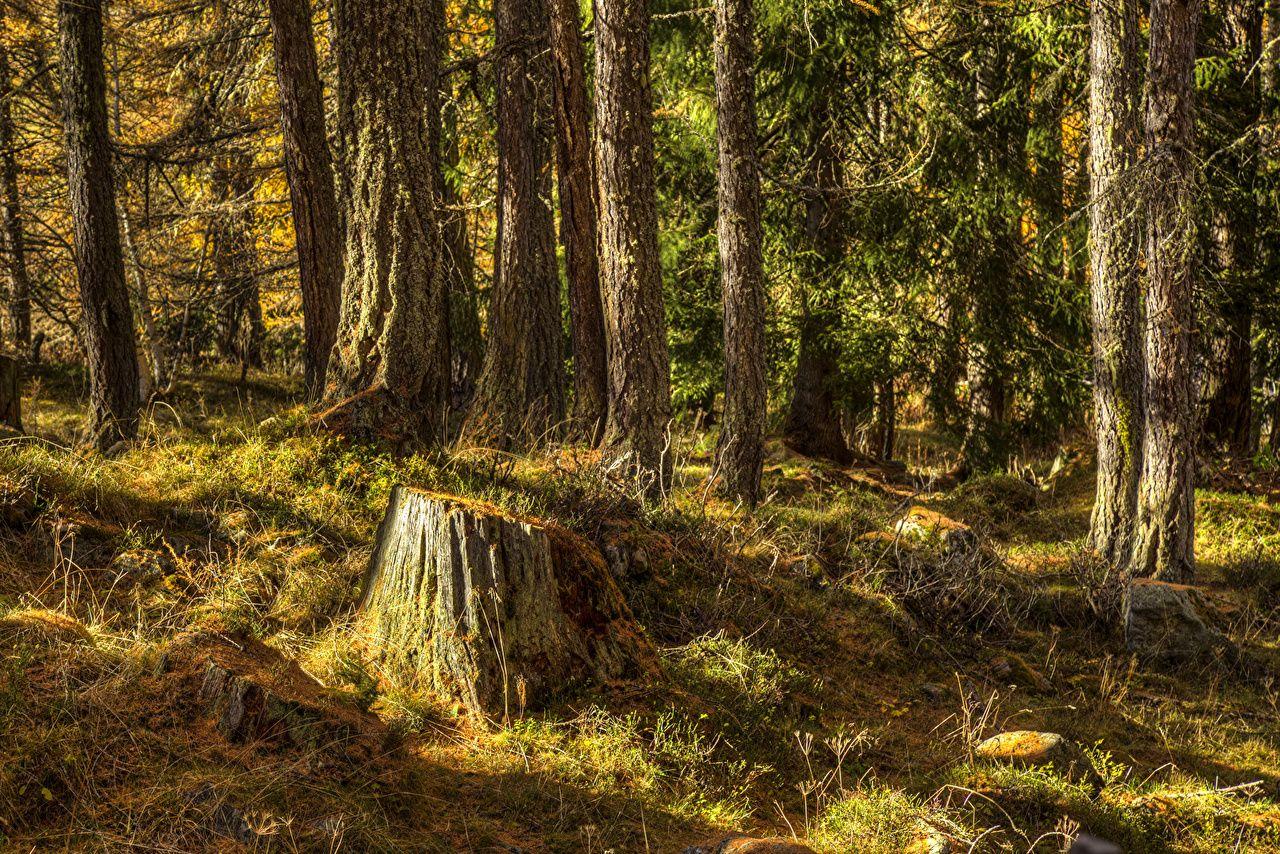 Iceland Forest Wallpapers - Top Free Iceland Forest Backgrounds ...