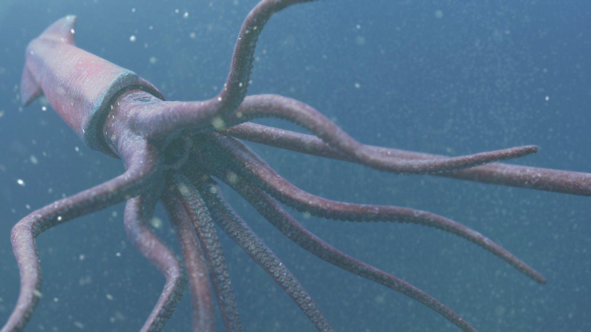 Giant Squid Wallpapers - Top Free Giant Squid Backgrounds - WallpaperAccess