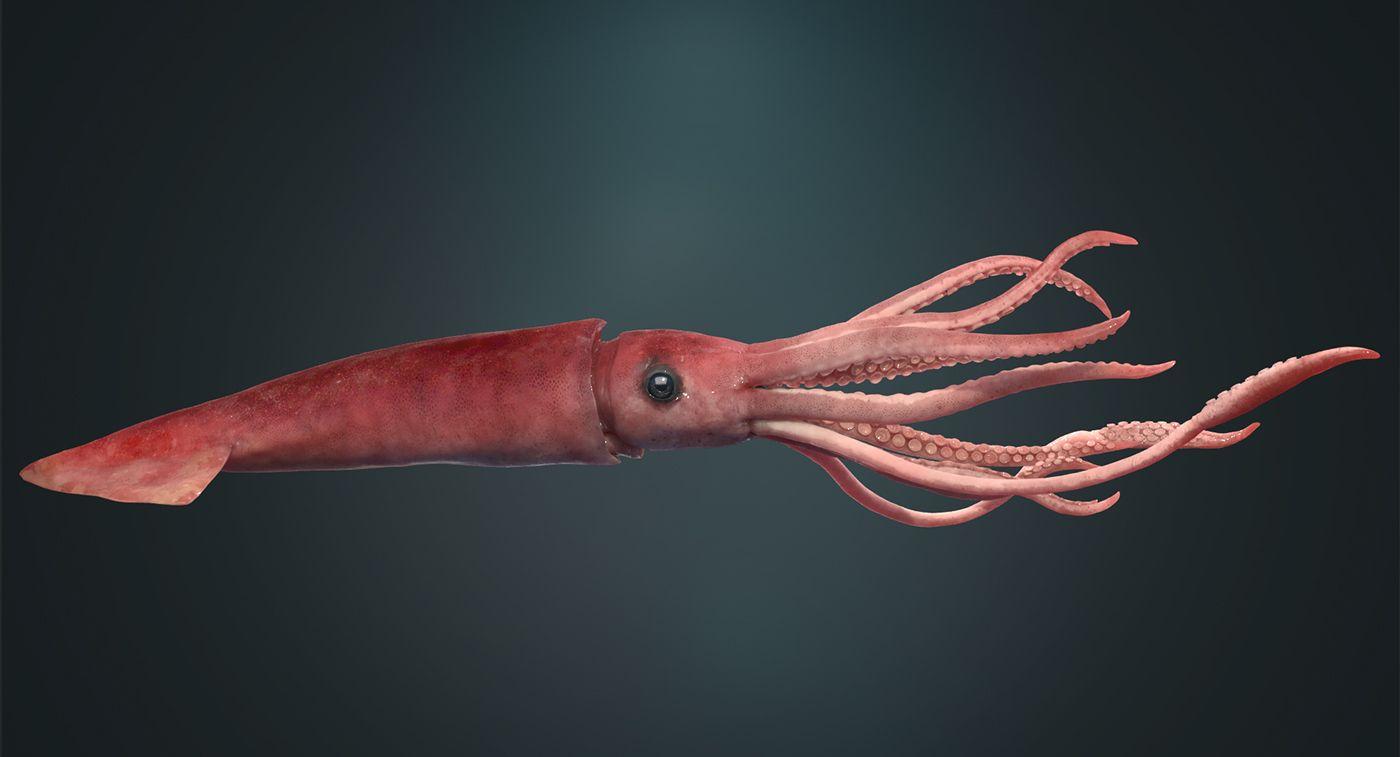 Giant Squid Wallpapers - Top Free Giant Squid Backgrounds - WallpaperAccess