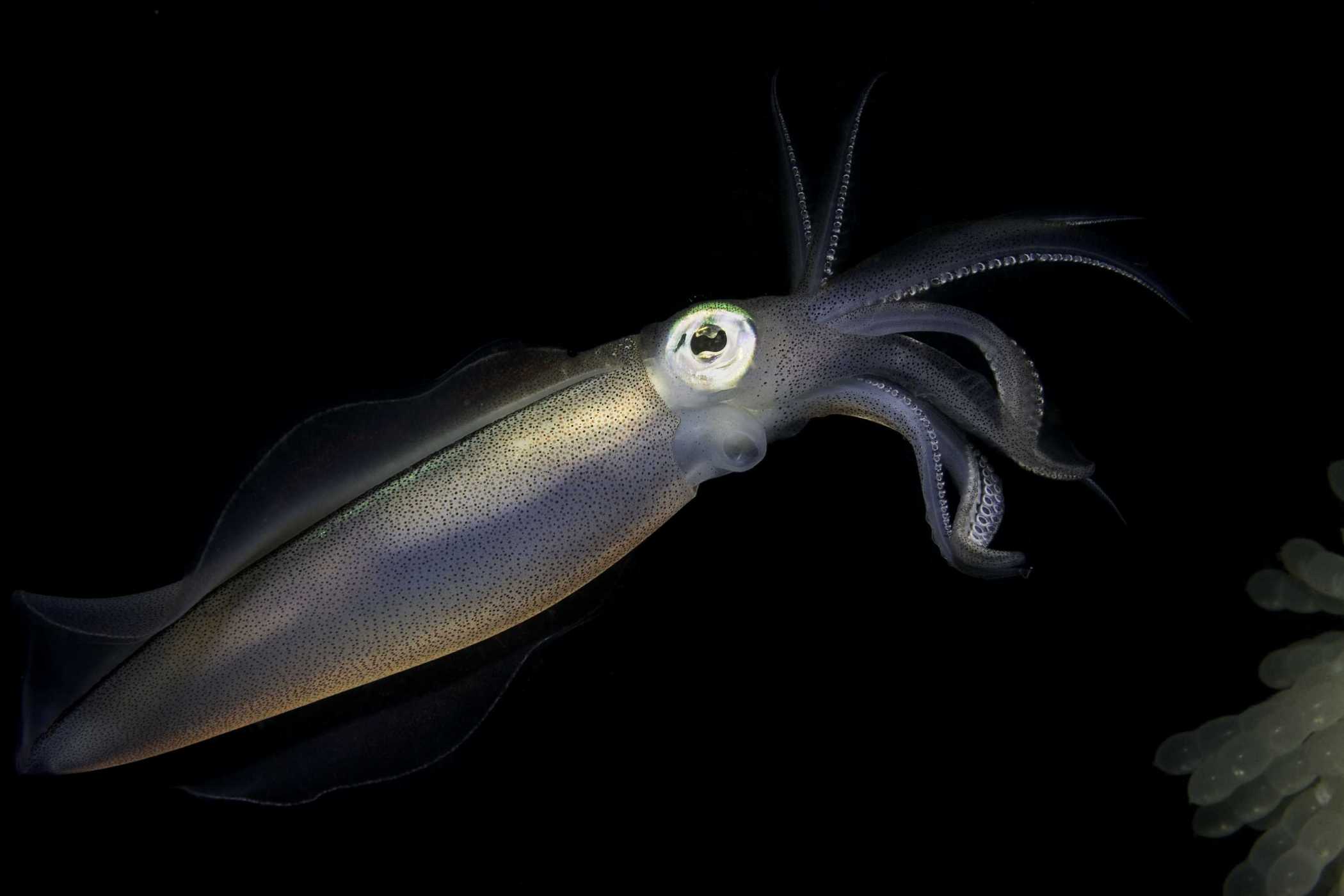 Giant Squid Wallpapers - Top Free Giant Squid Backgrounds - WallpaperAccess