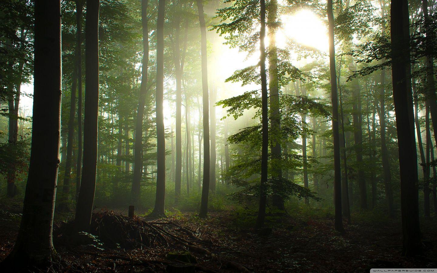 Iceland Forest Wallpapers - Top Free Iceland Forest Backgrounds ...