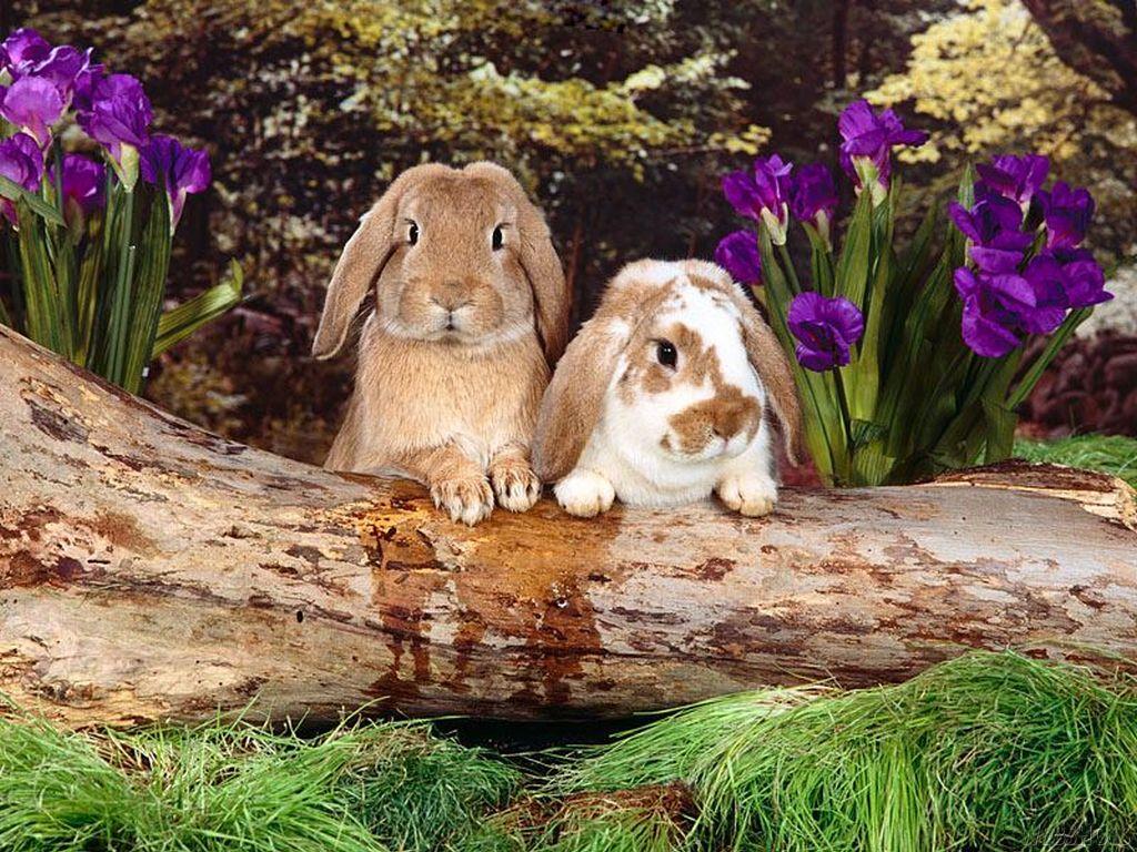 Spring Bunny Wallpapers - Top Free Spring Bunny Backgrounds ...