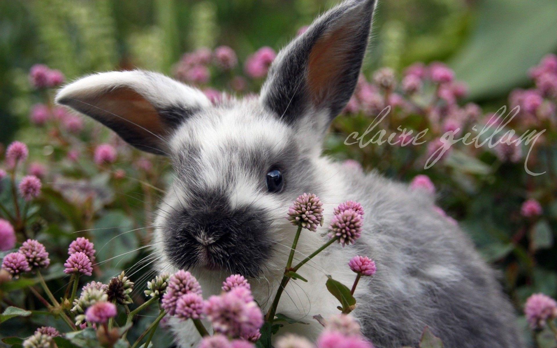 Spring Bunny Wallpapers - Top Free Spring Bunny Backgrounds ...