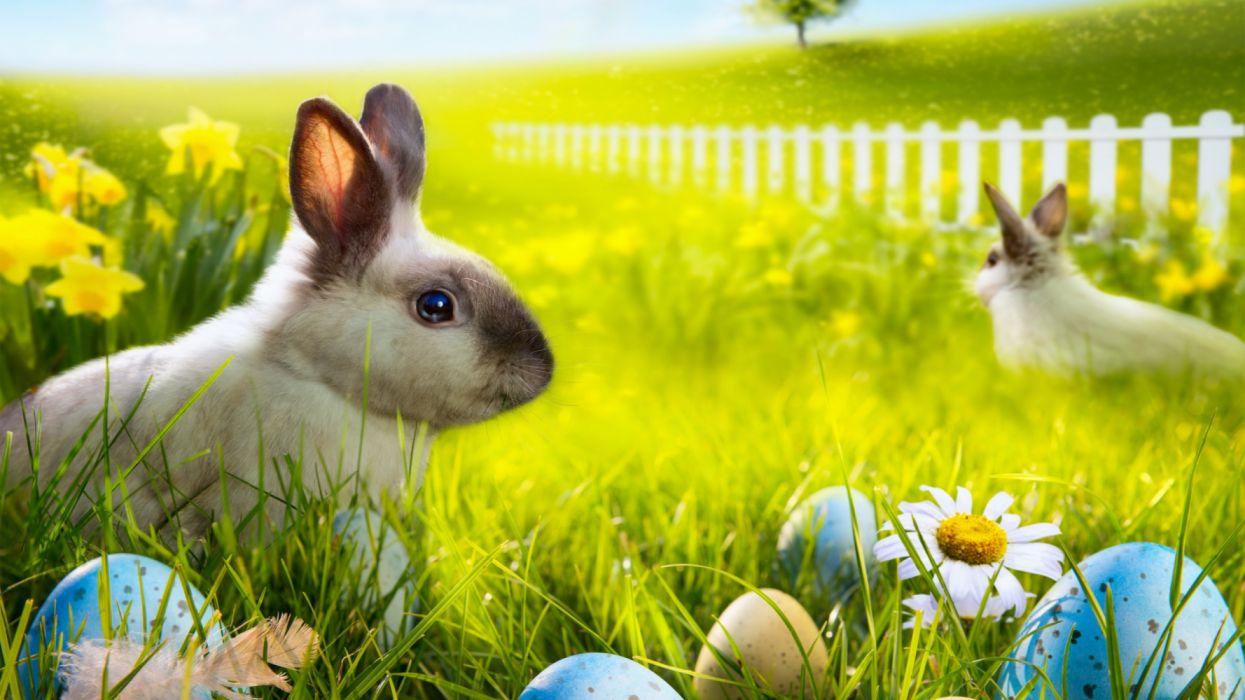 Spring Bunny Wallpapers - Top Free Spring Bunny Backgrounds ...
