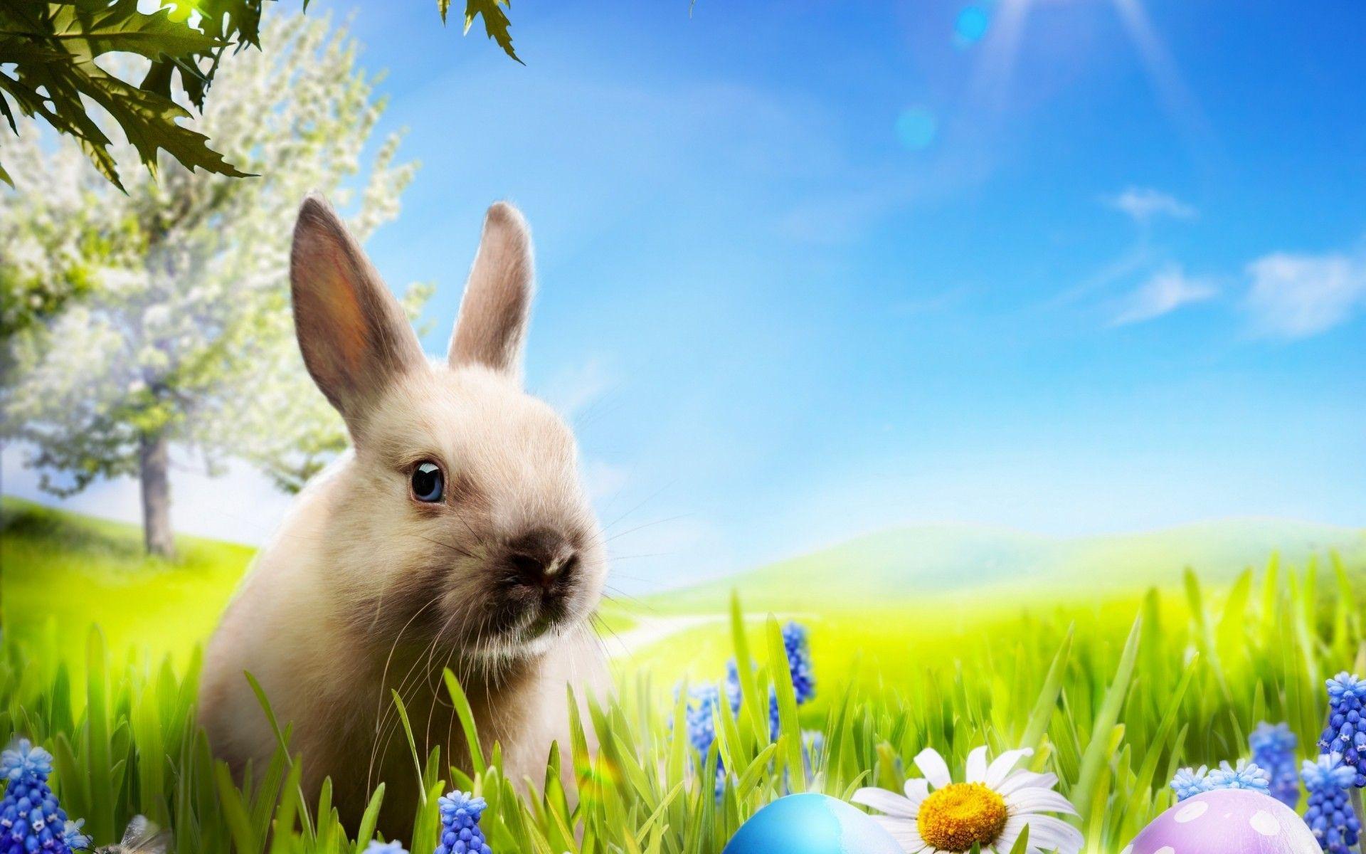 Spring Bunny Wallpapers - Top Free Spring Bunny Backgrounds ...