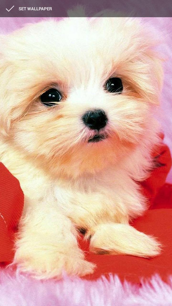 Cute Little Puppy Wallpapers - Top Free Cute Little Puppy Backgrounds ...