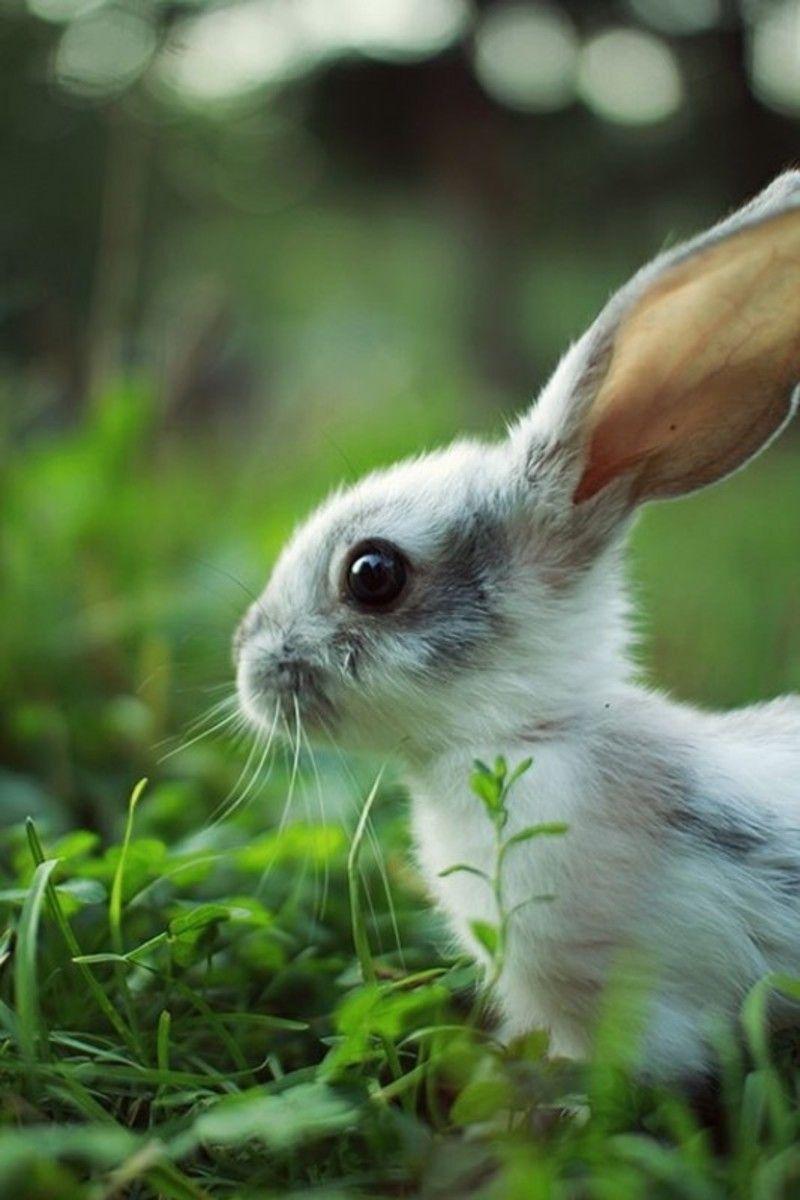 Cute Animal Nature Wallpapers - Top Free Cute Animal Nature Backgrounds ...