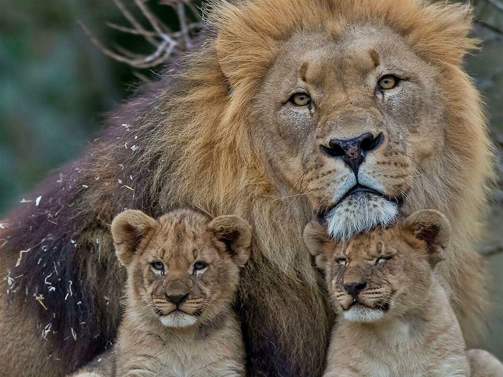 Cute Animal Family Wallpapers - Top Free Cute Animal Family Backgrounds ...