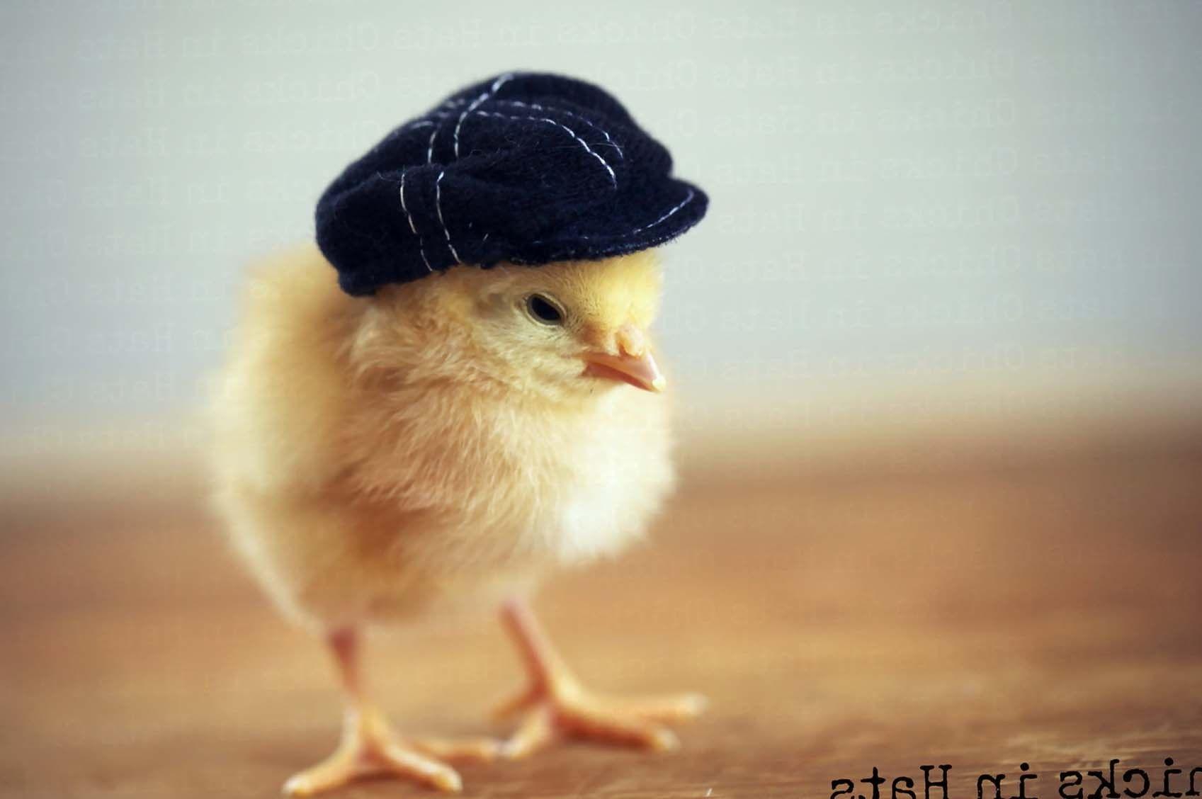 Cute Animal Nature Wallpapers - Top Free Cute Animal Nature Backgrounds ...