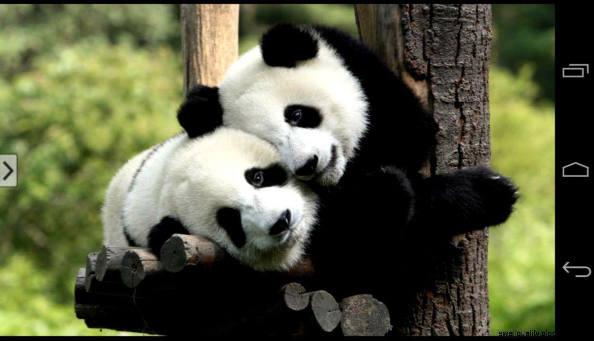 Cute Animal Nature Wallpapers - Top Free Cute Animal Nature Backgrounds ...