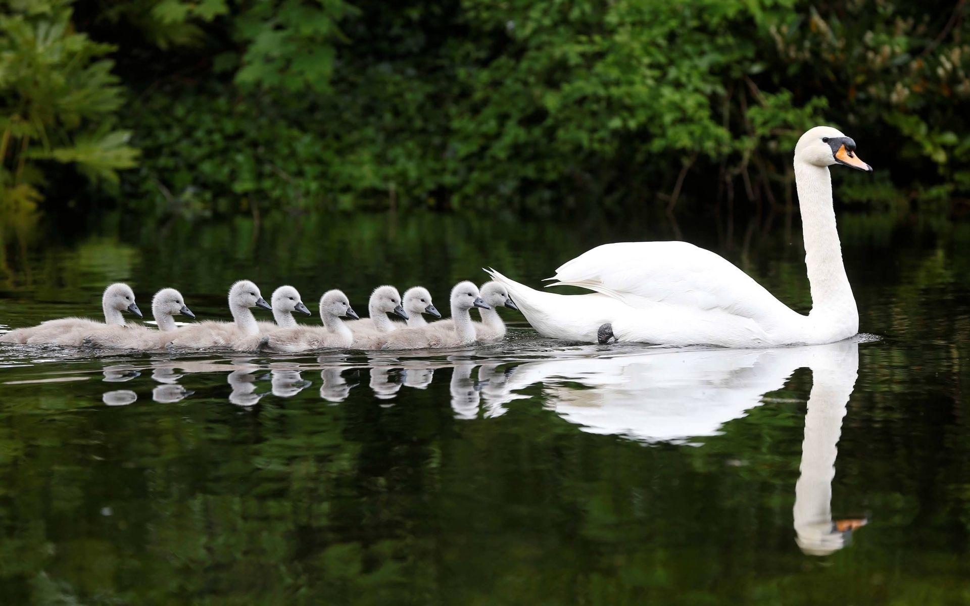 Cute Animal Family Wallpapers - Top Free Cute Animal Family Backgrounds ...