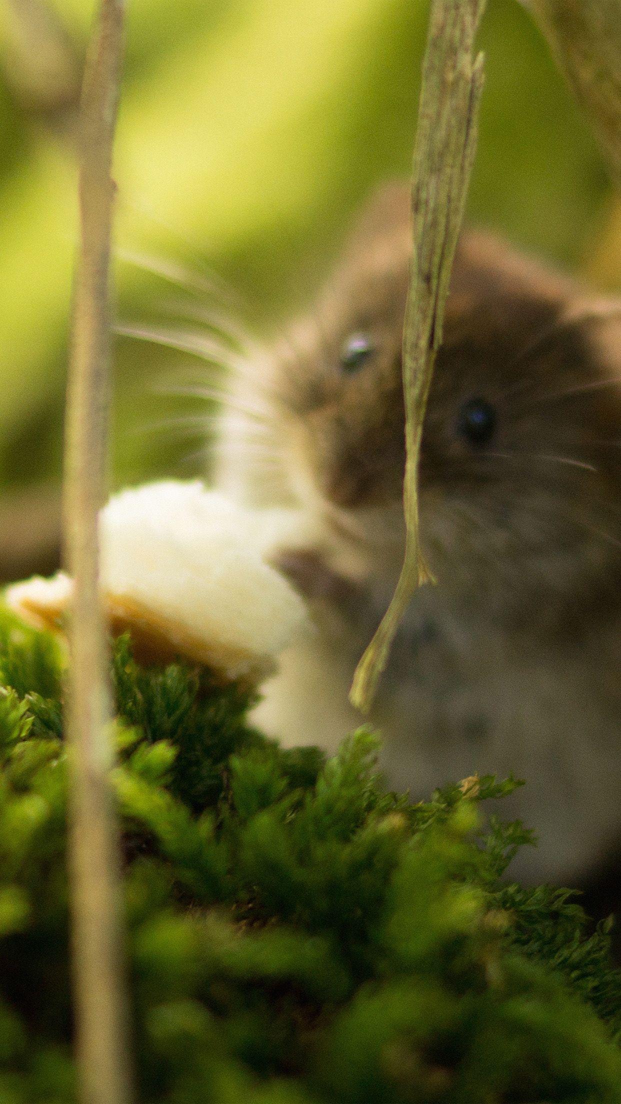 Cute Animal Nature Wallpapers - Top Free Cute Animal Nature Backgrounds ...