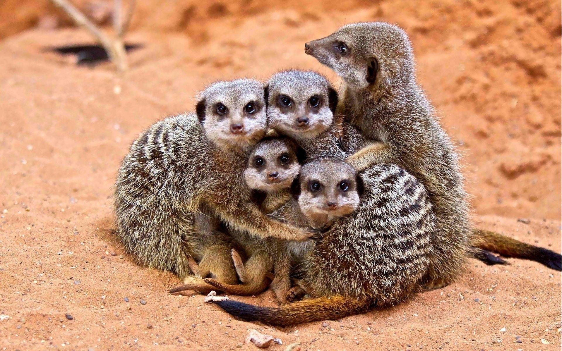 Cute Animal Family Wallpapers - Top Free Cute Animal Family Backgrounds ...
