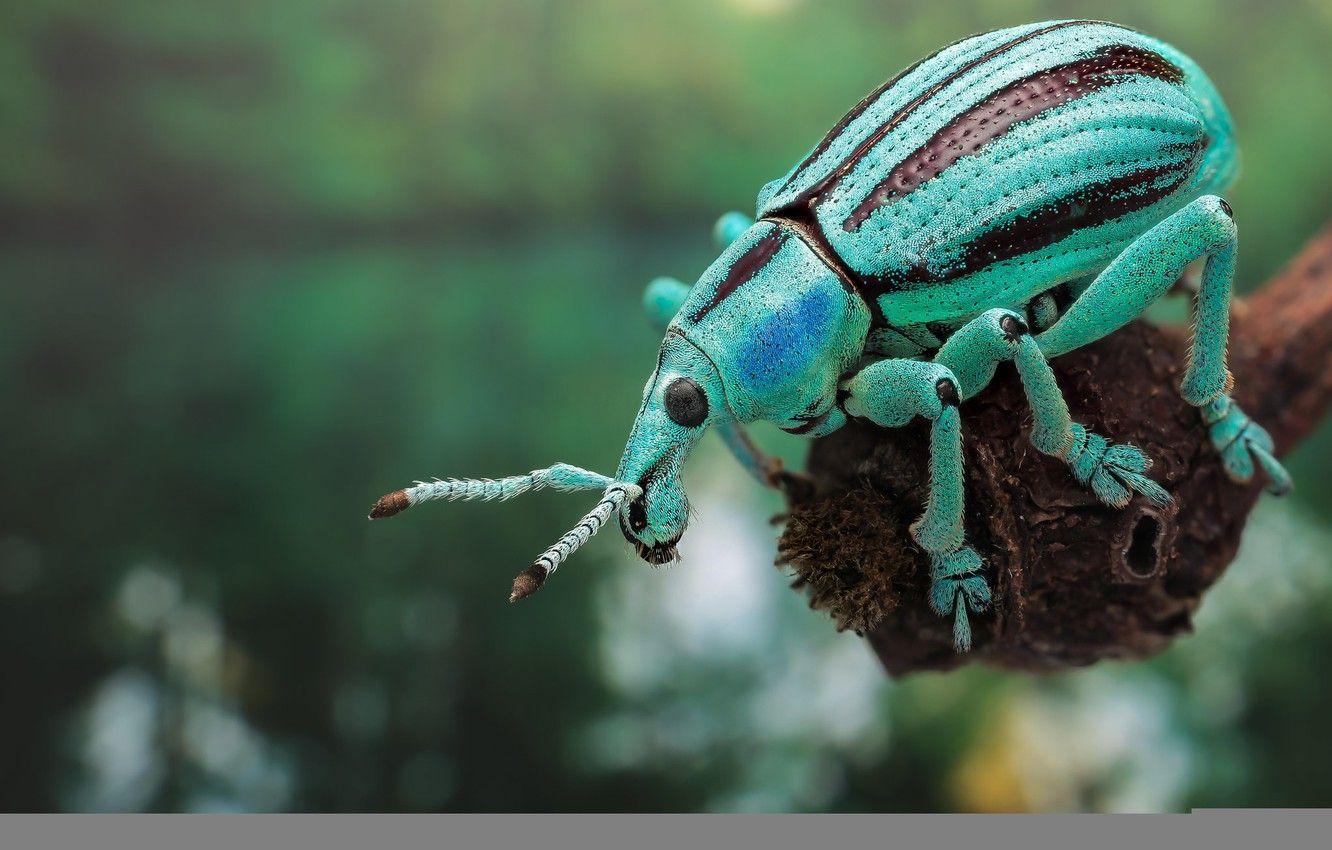 Beetle Insect Wallpapers - Top Free Beetle Insect Backgrounds ...