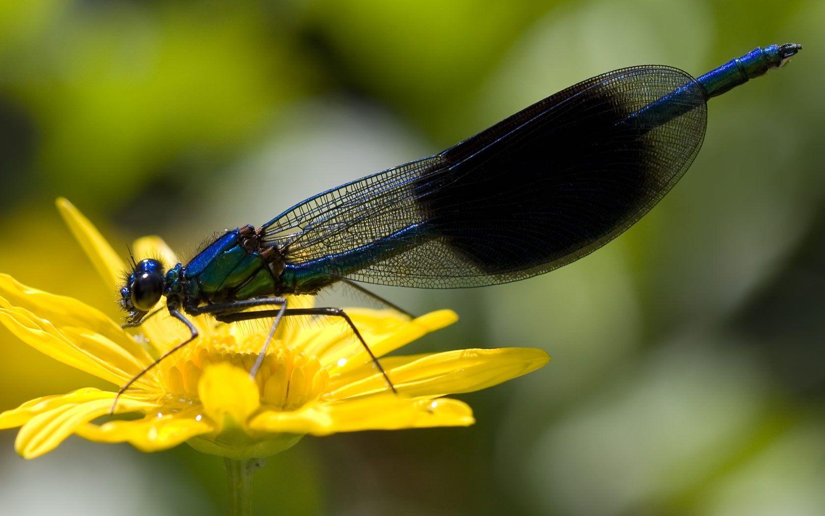 HD Insect Wallpapers - Top Free HD Insect Backgrounds - WallpaperAccess