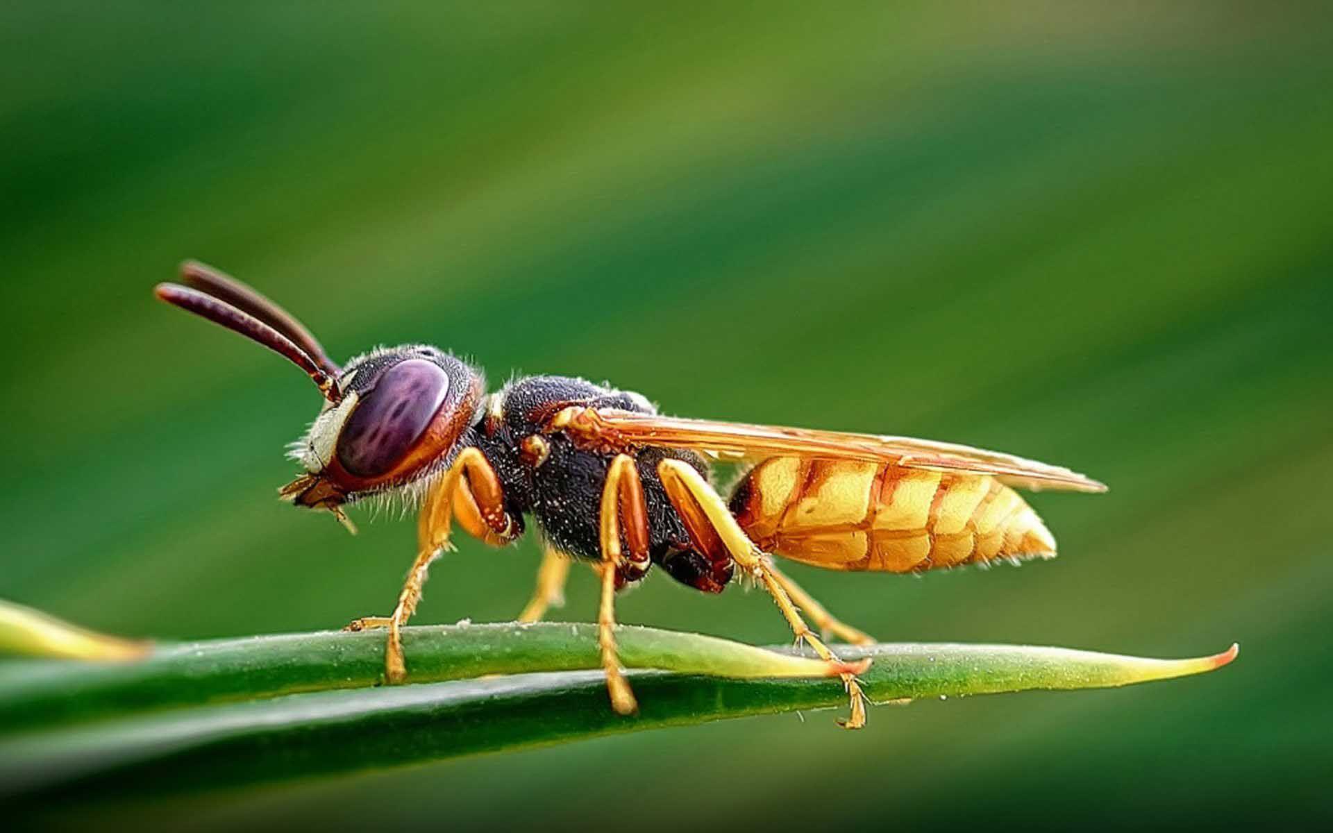 HD Insect Wallpapers - Top Free HD Insect Backgrounds - WallpaperAccess