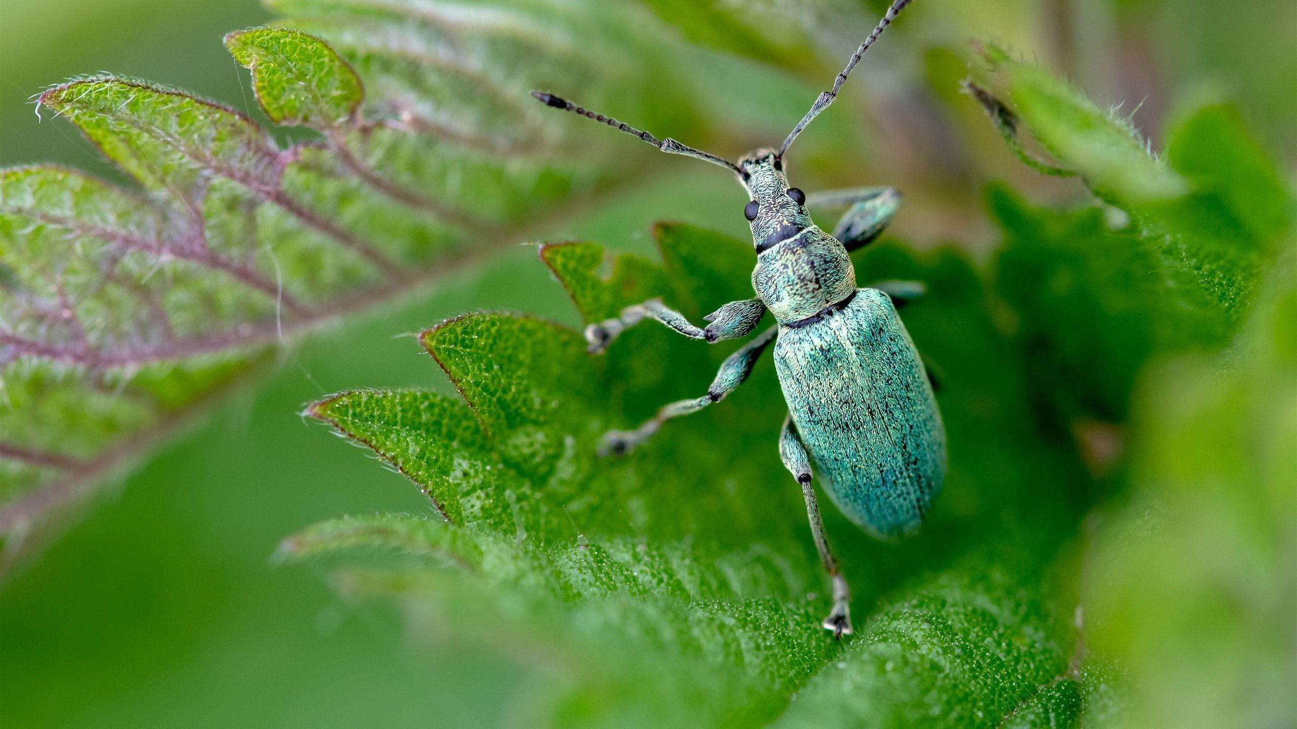 Beetle Insect Wallpapers - Top Free Beetle Insect Backgrounds ...