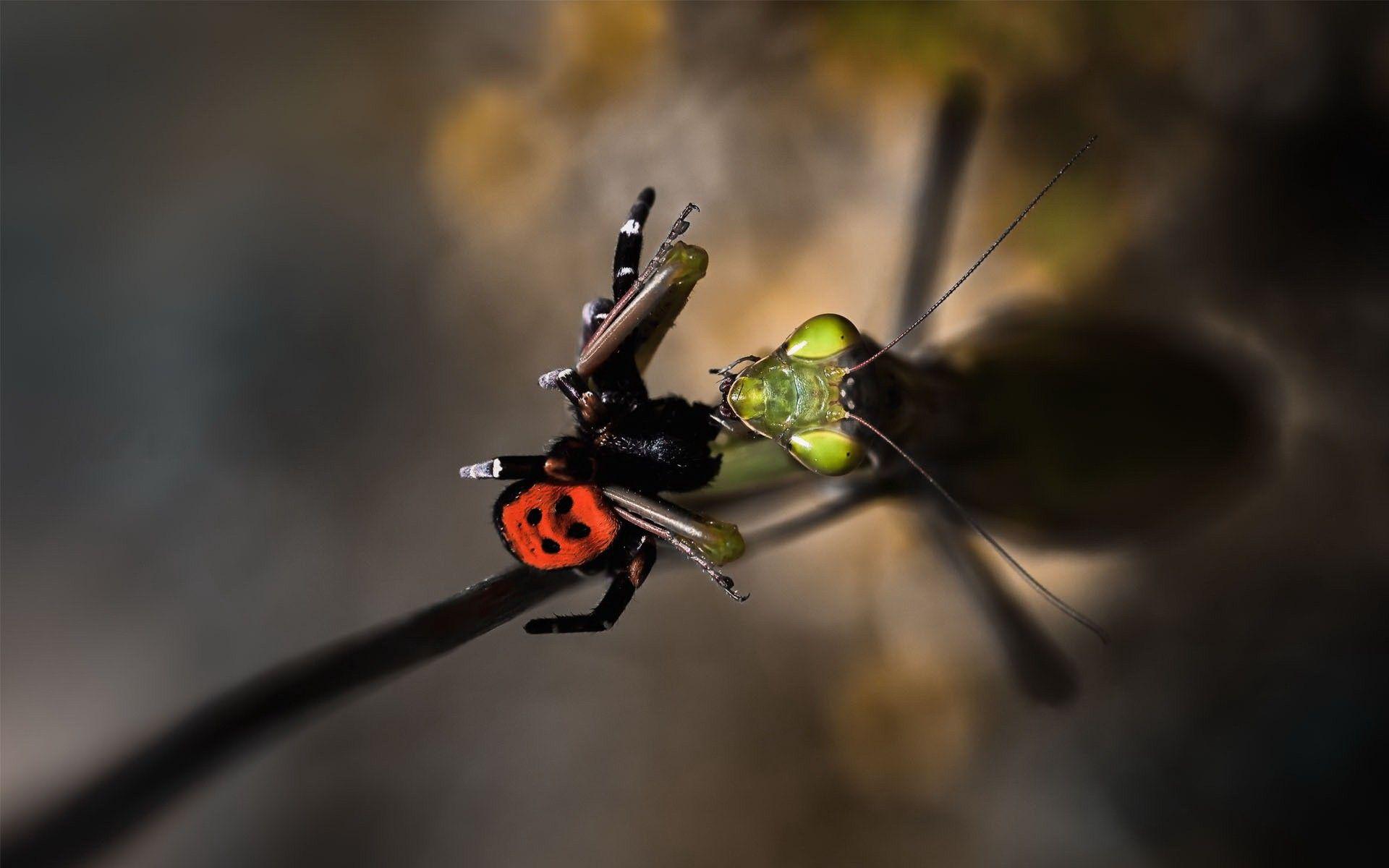 HD Insect Wallpapers - Top Free HD Insect Backgrounds - WallpaperAccess