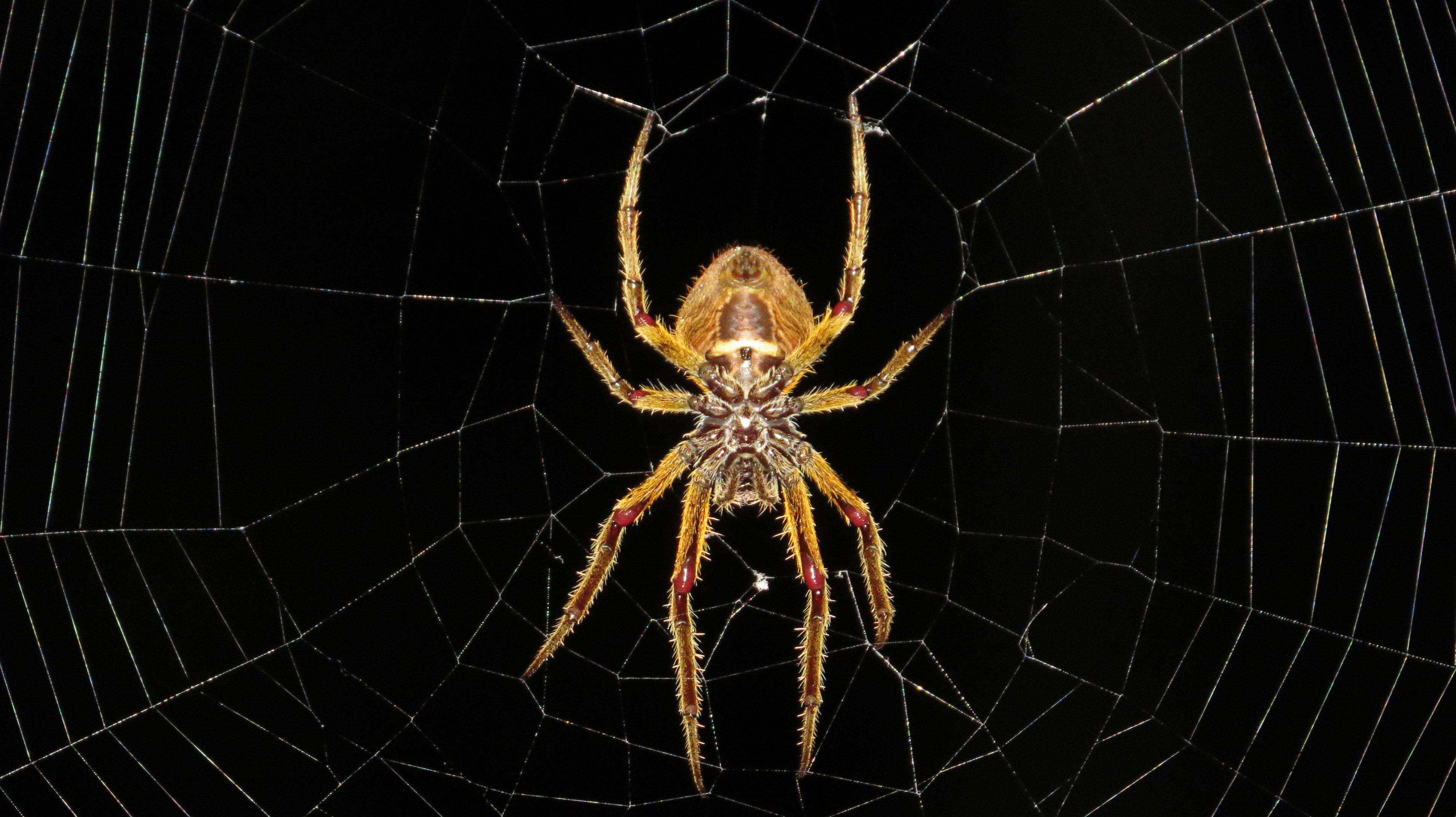Spider Insect Wallpapers - Top Free Spider Insect Backgrounds ...