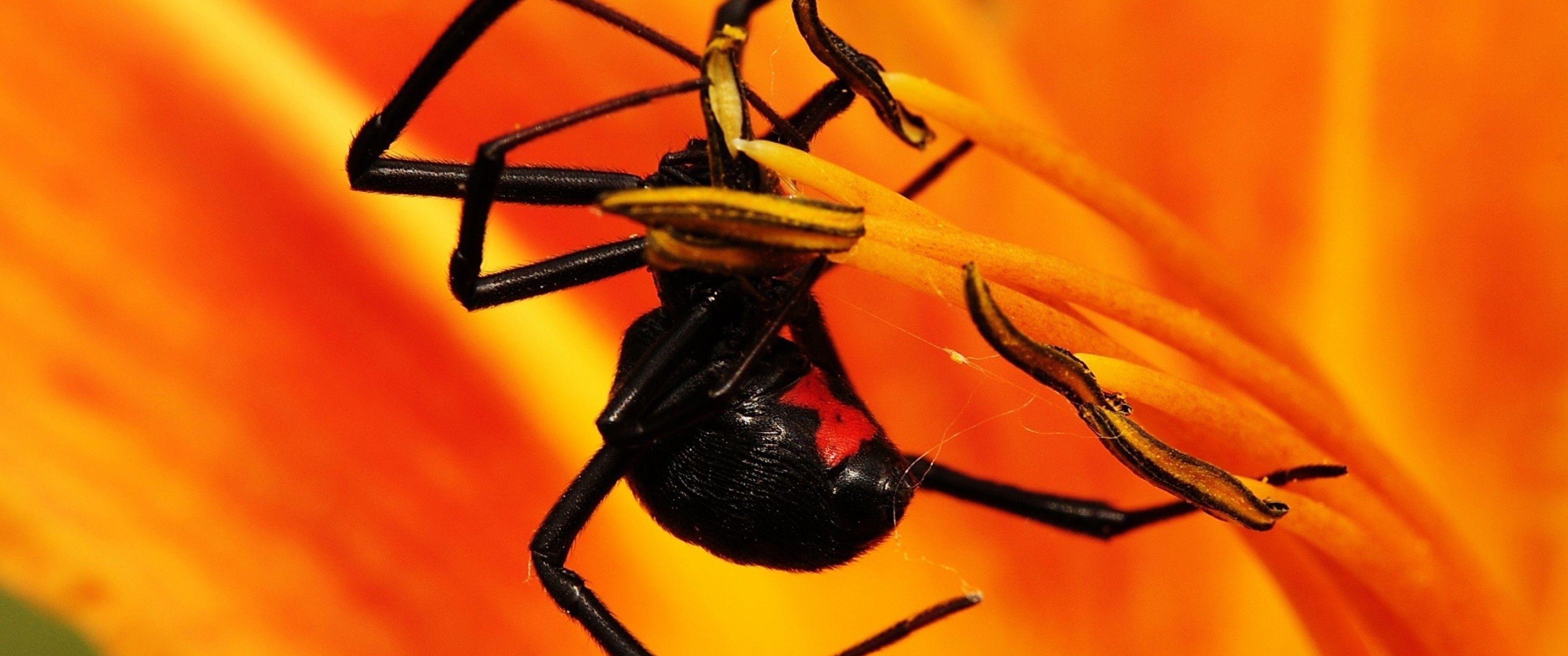 Spider Insect Wallpapers - Top Free Spider Insect Backgrounds ...