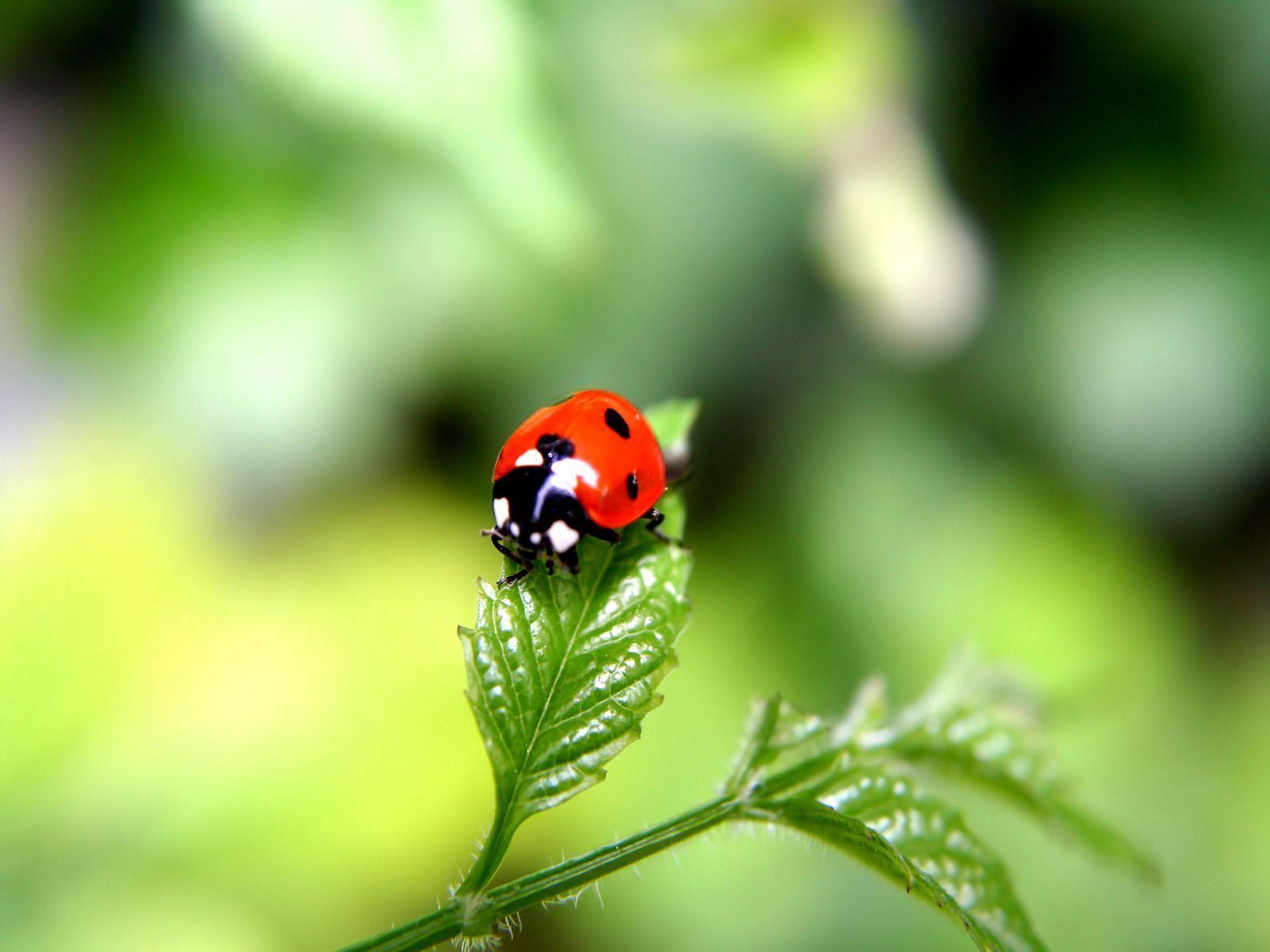 Beetle Insect Wallpapers - Top Free Beetle Insect Backgrounds ...