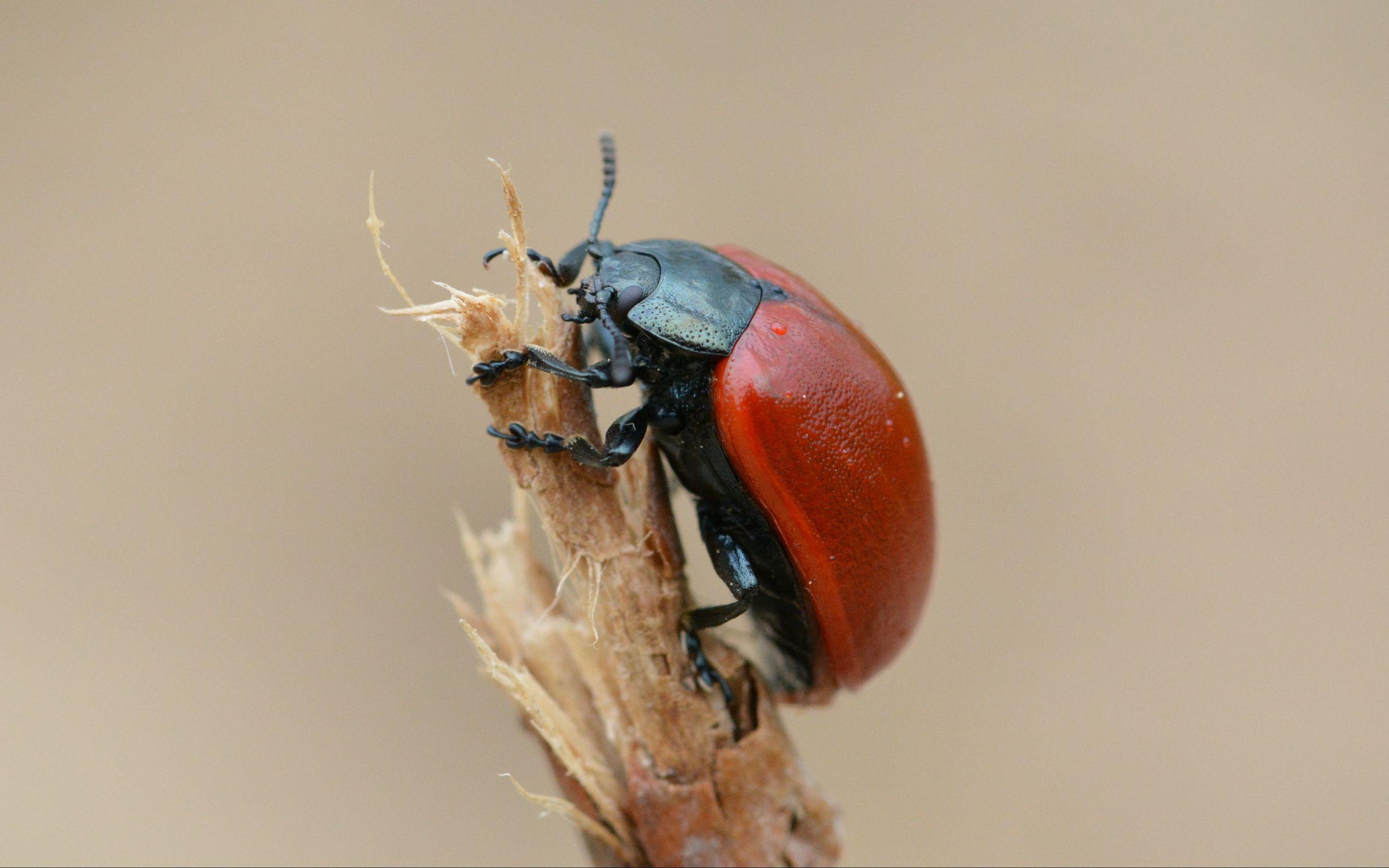 Beetle Insect Wallpapers - Top Free Beetle Insect Backgrounds ...